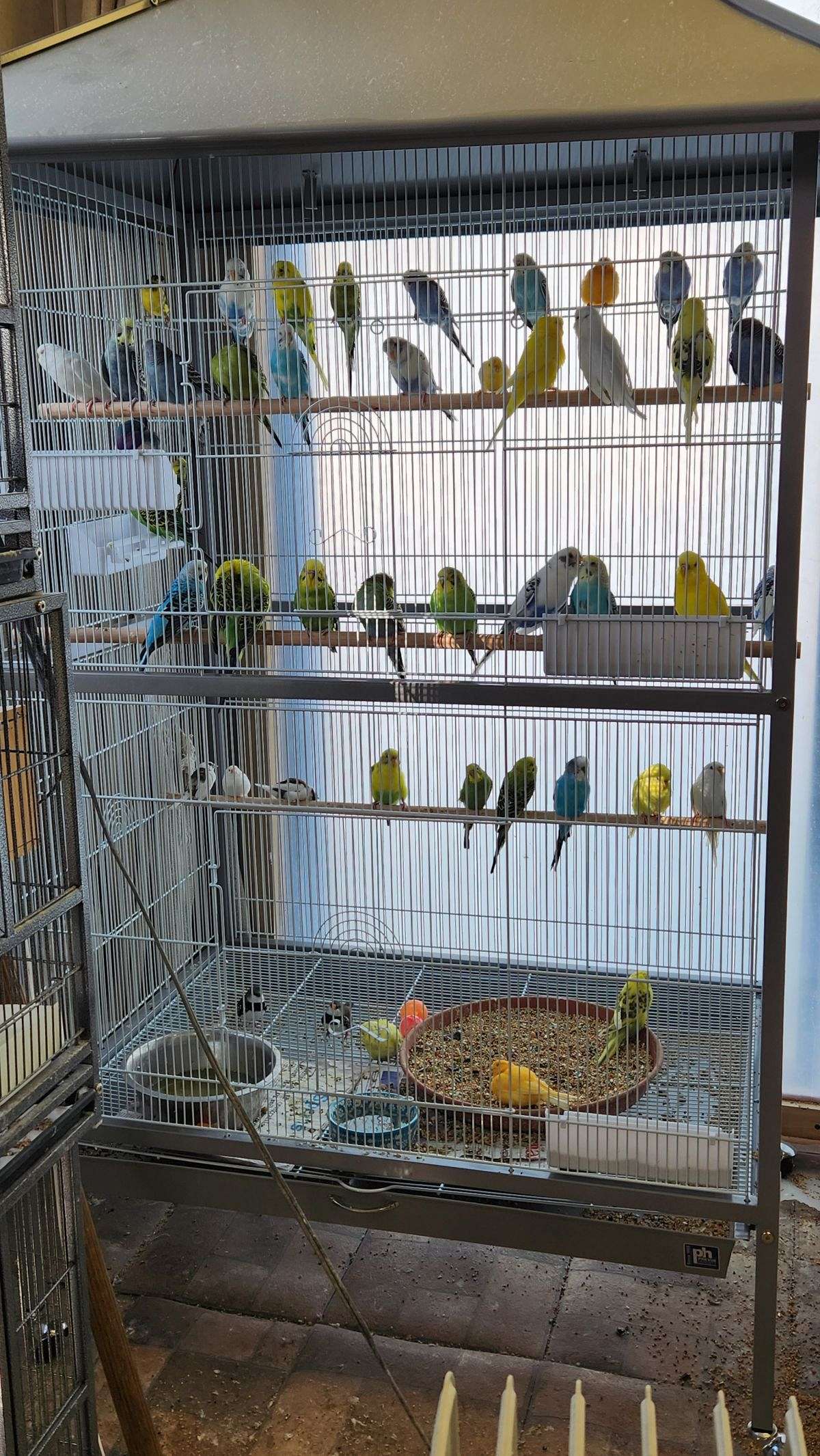 Parakeets