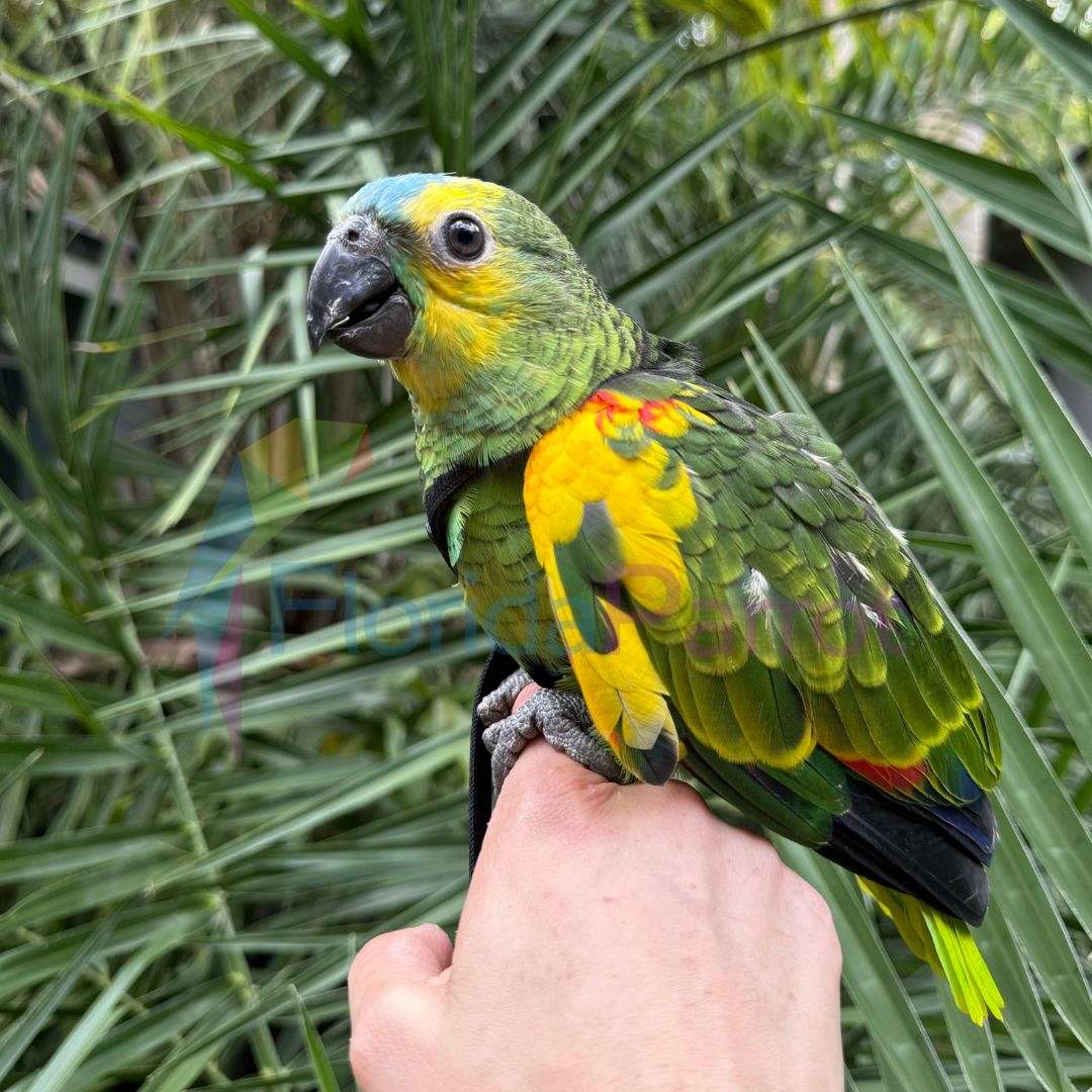 Blue Fronted Amazon