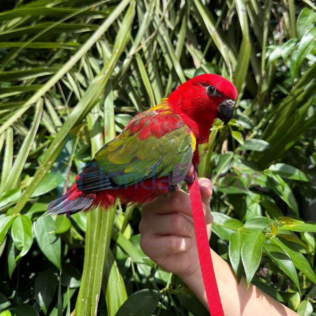 Chattering Lory