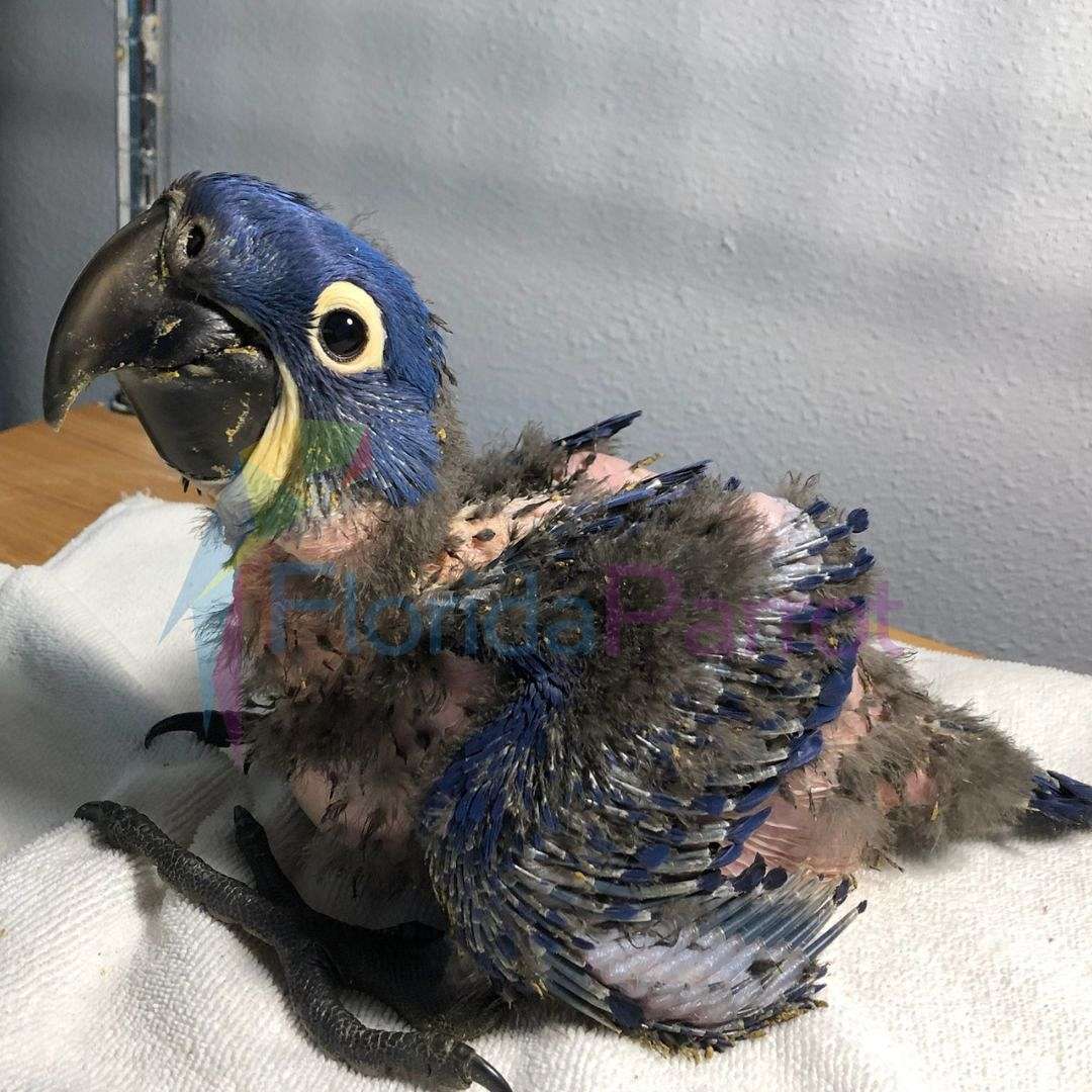 Hyacinth Macaw