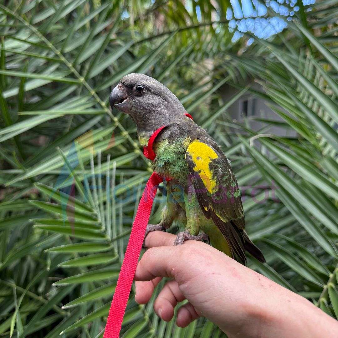 Meyers Parrot