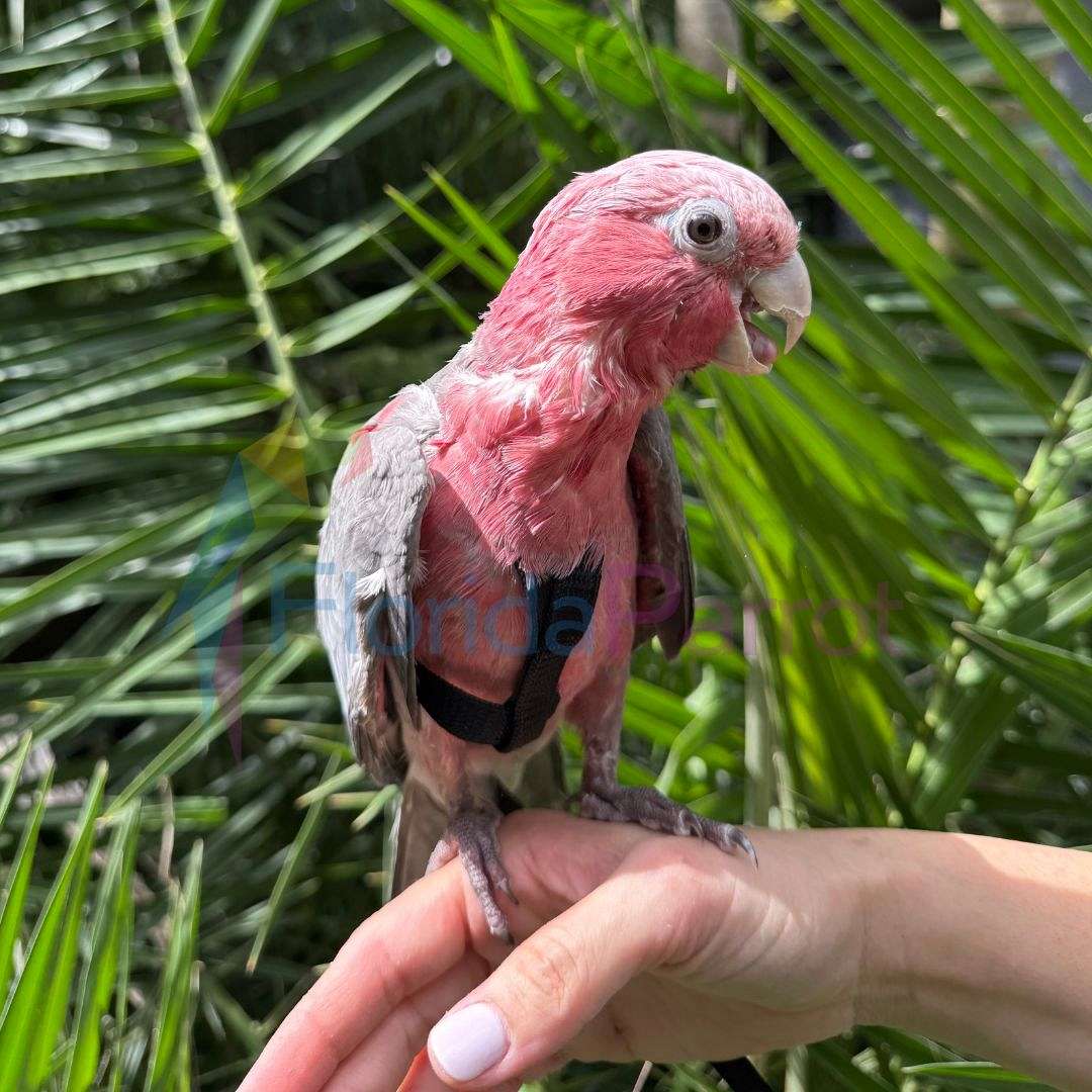 Rose Breasted Cockatoo