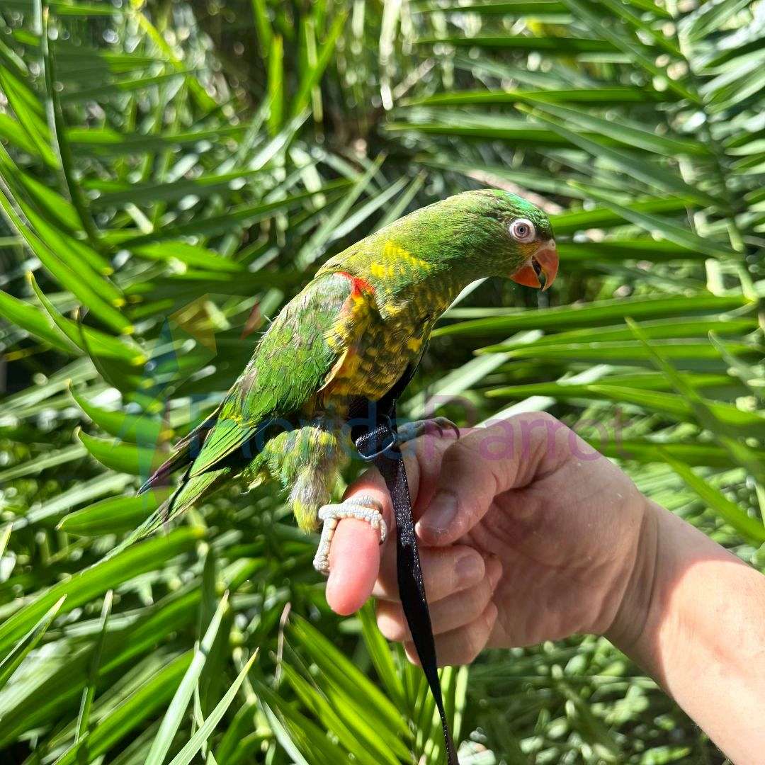 Scaly Breasted Lorikeet