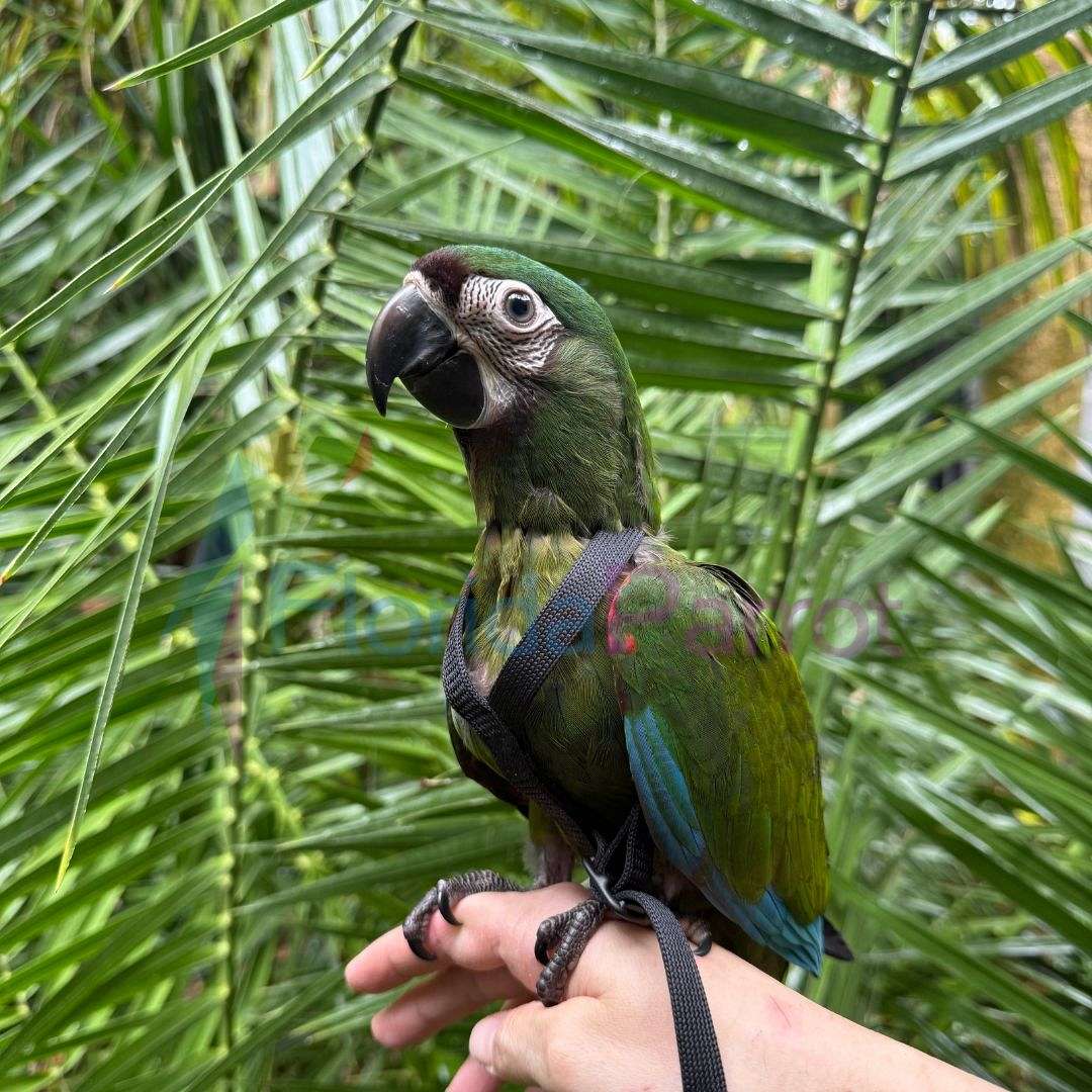 Severe Macaw