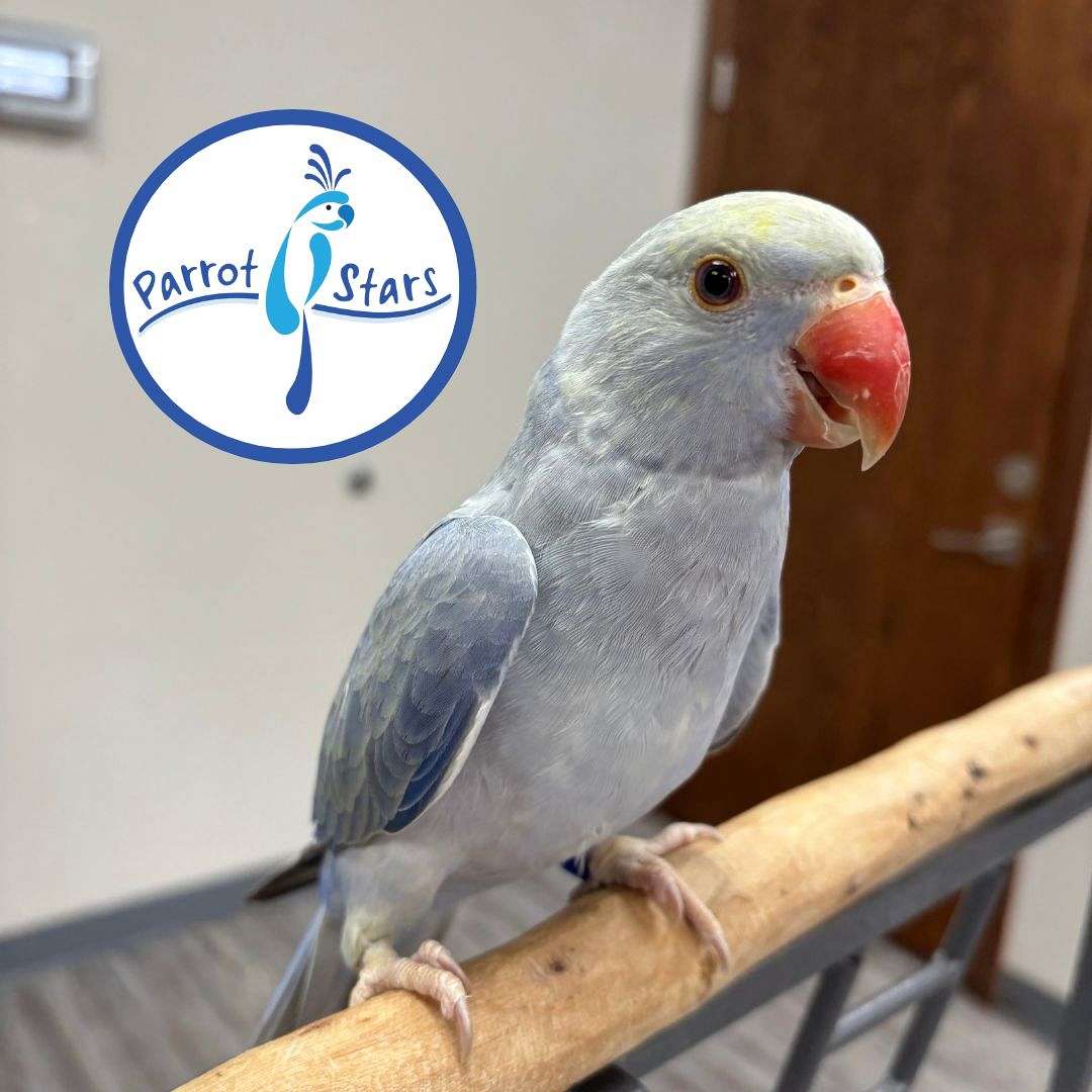 Baby Violet Turquoise Indian Ringneck Available at Parrot Stars!