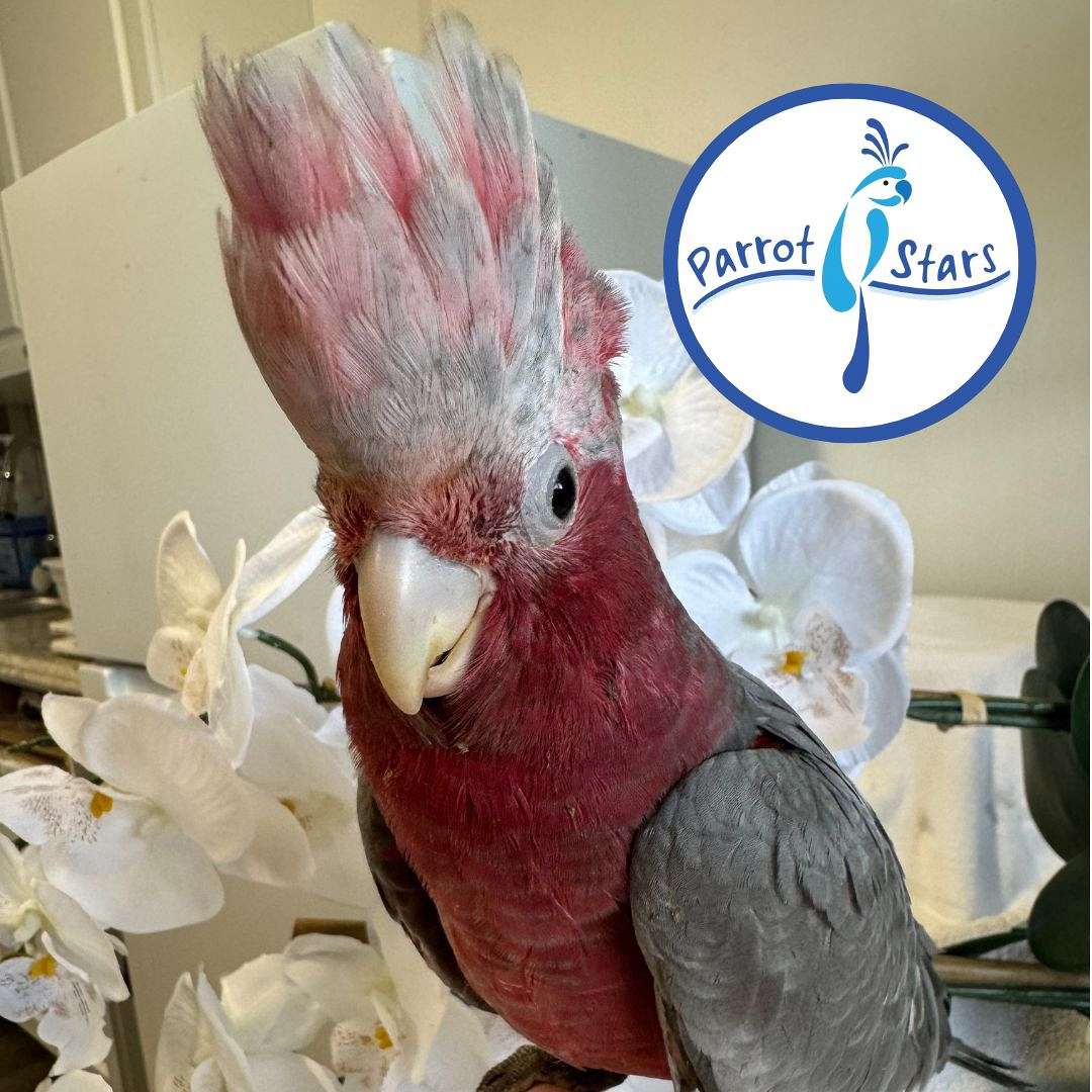 Baby Rose Breasted Cockatoo Available at Parrot Stars!