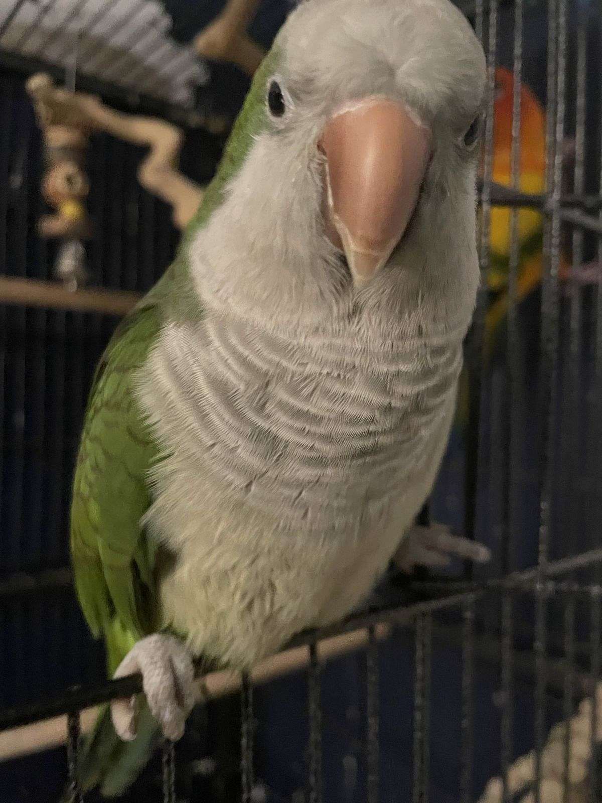 Green quaker parrot