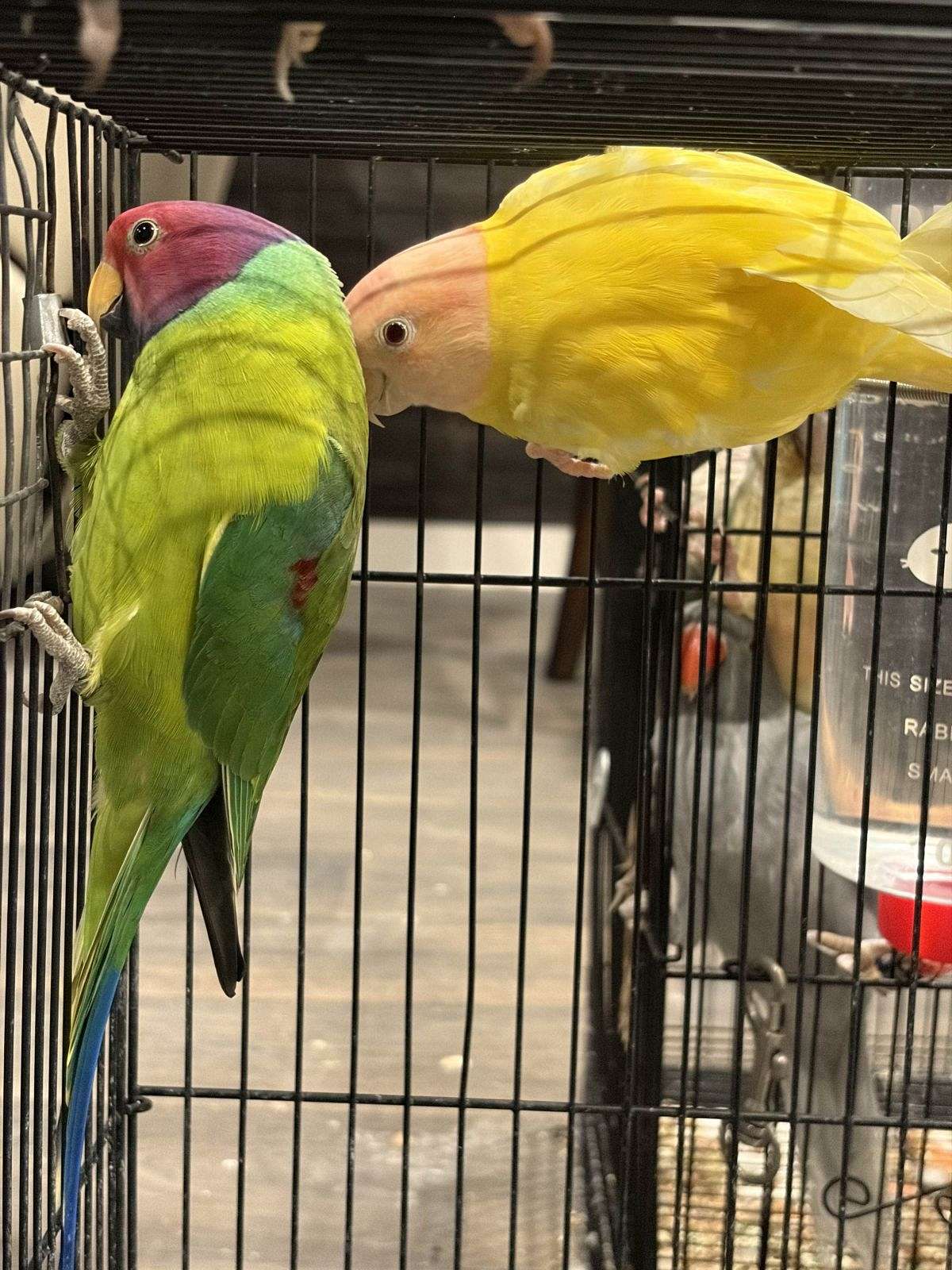 Lutino Plum Head Pair