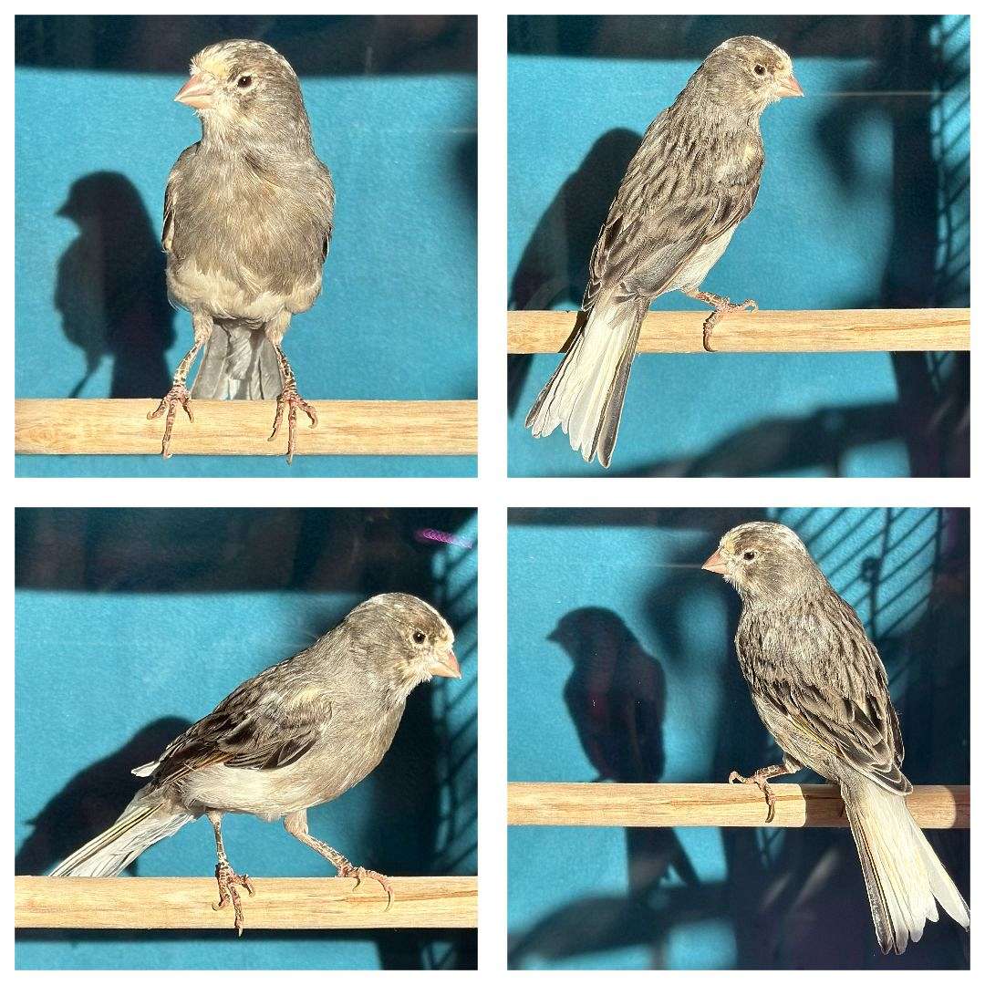 Canary - grey