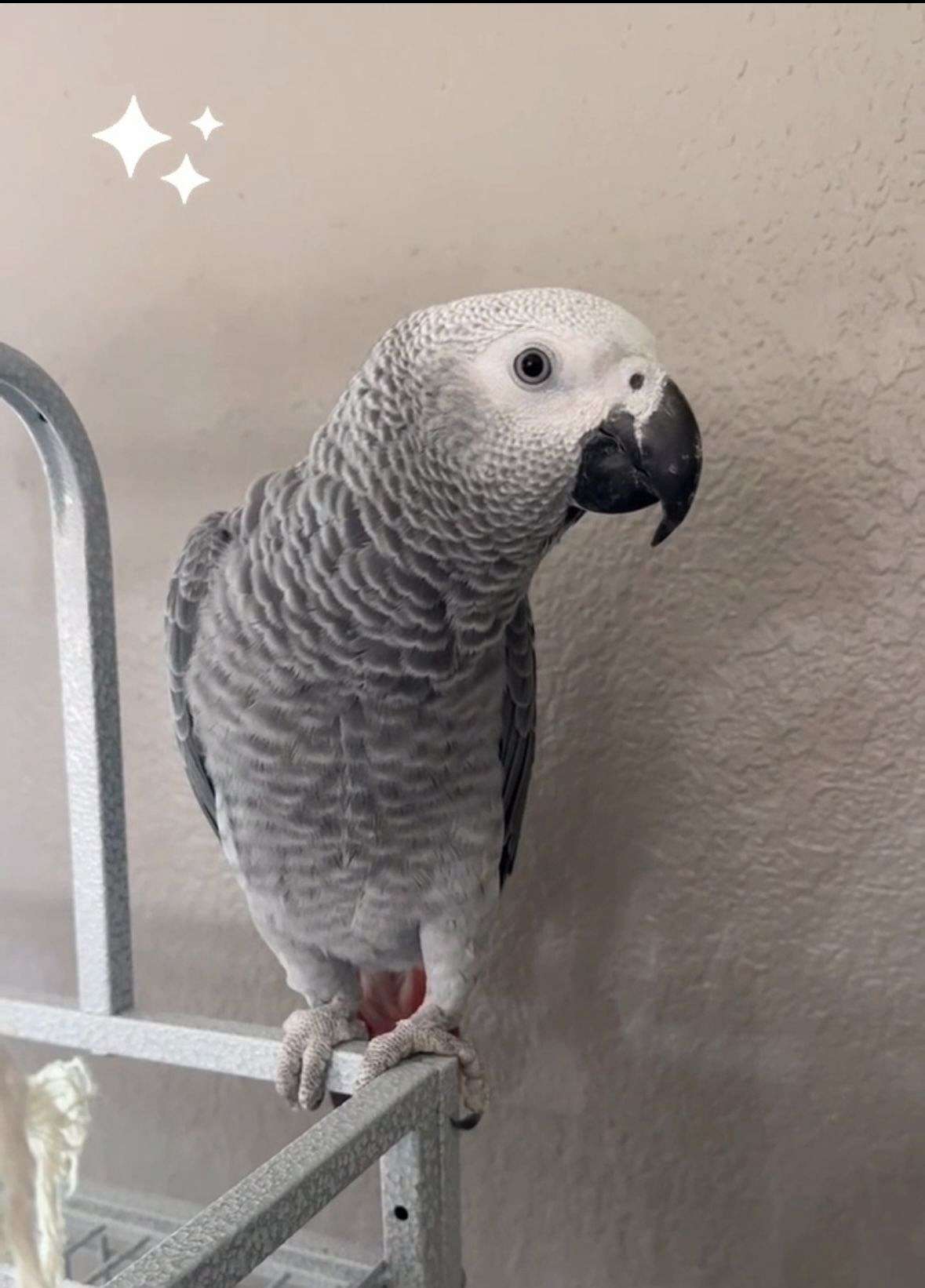 Smart 1 yr old Bruno