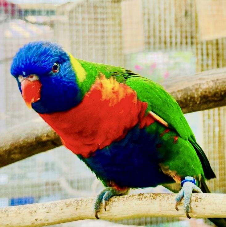 Rainbow Lorikeet