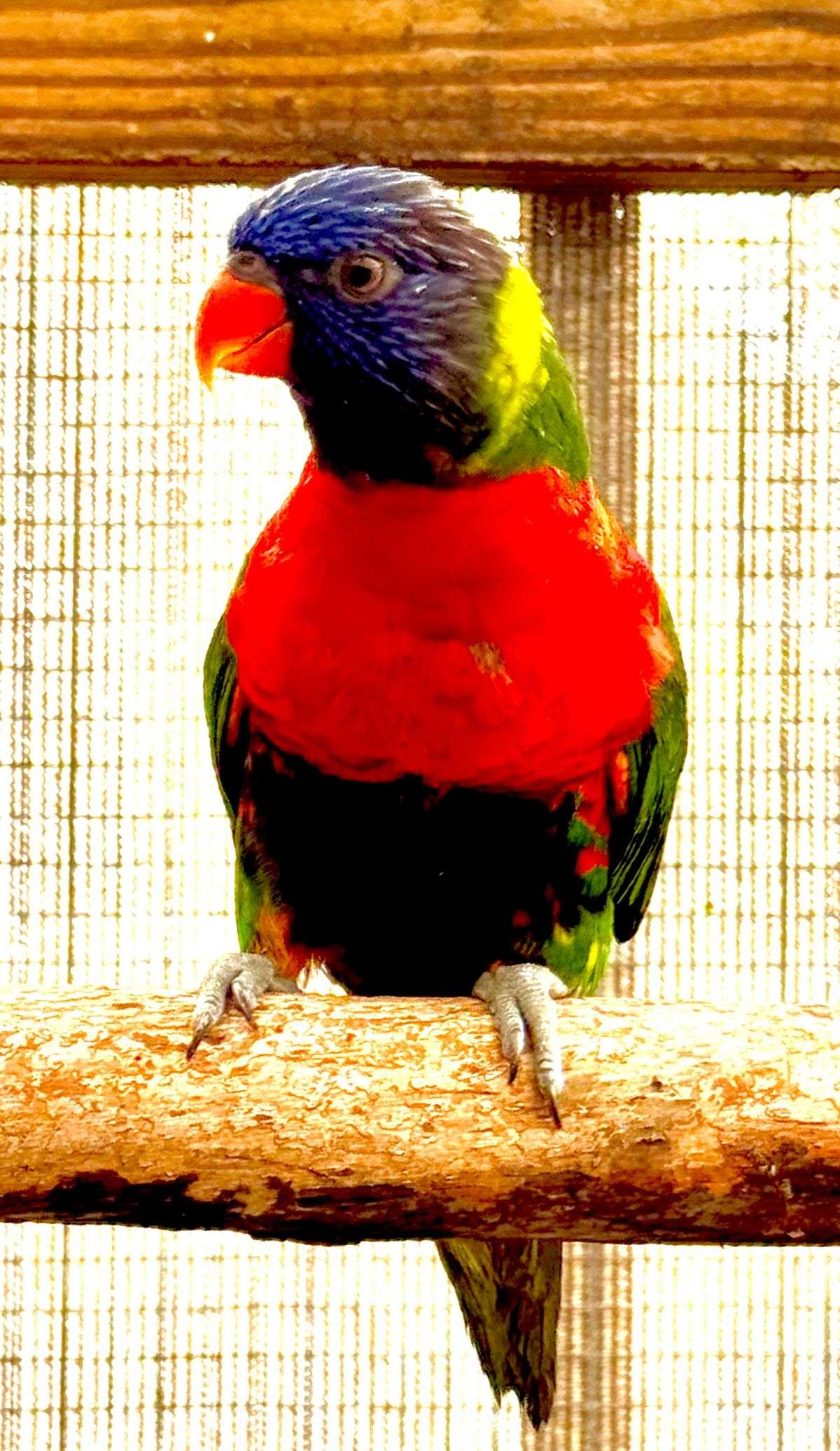 Sunset Rainbow Lorikeet