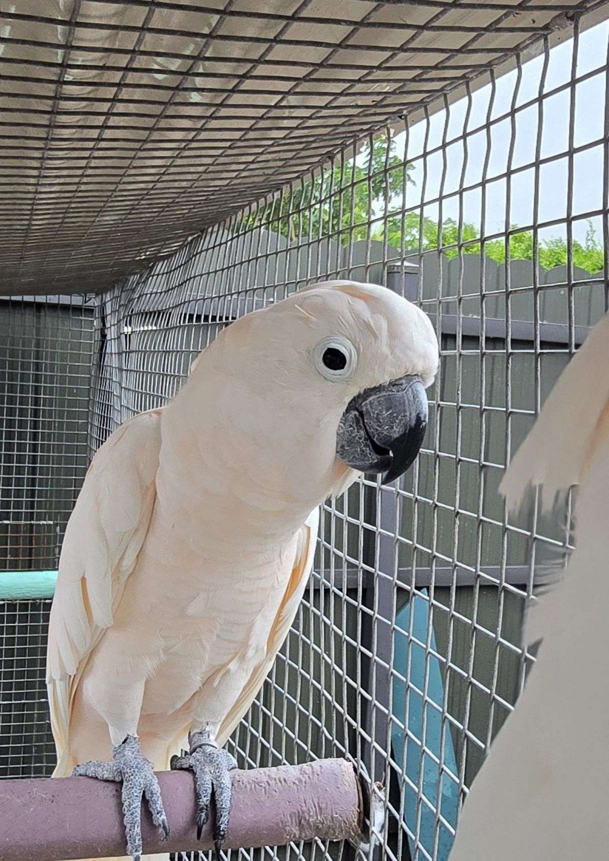 Moluccan Cockatoo Pairs