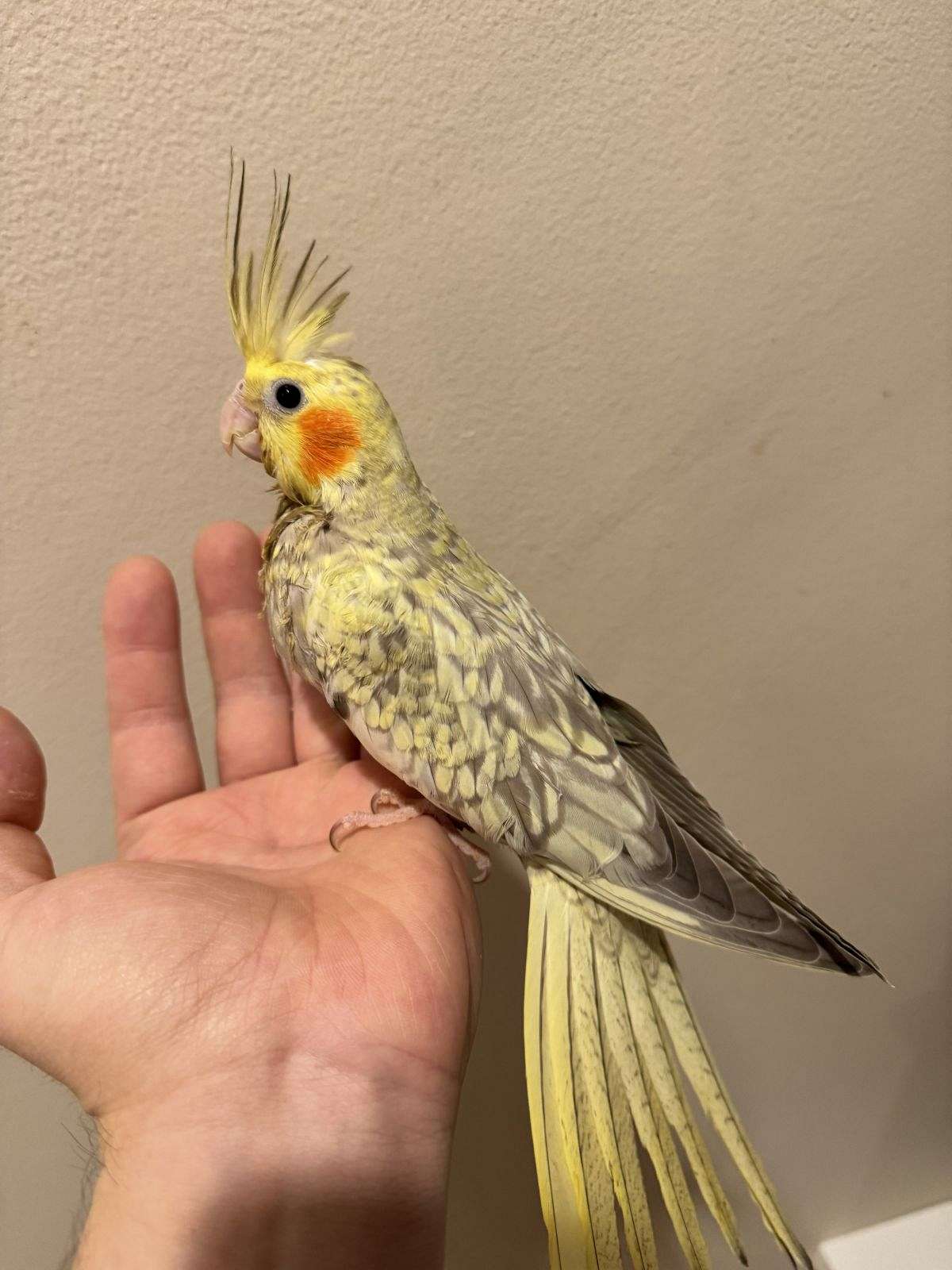 Male Baby Pearl Cockatiel [S6111]