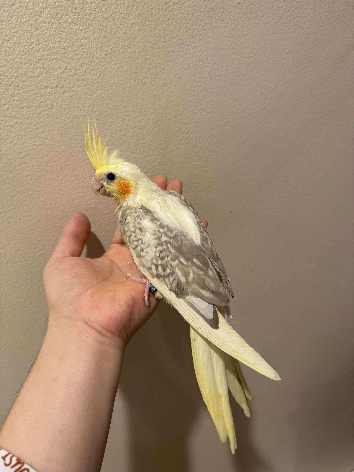 Male Baby Pearl Pied Cockatiel [T8224]