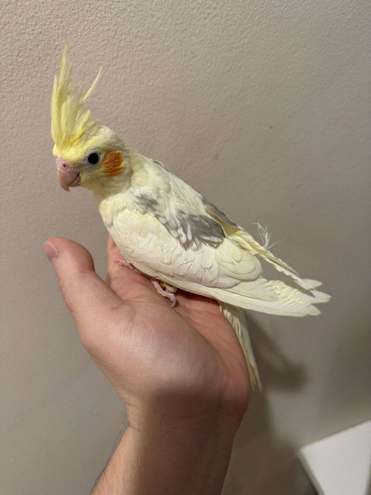 Female Baby Pied Cockatiel [T6396]
