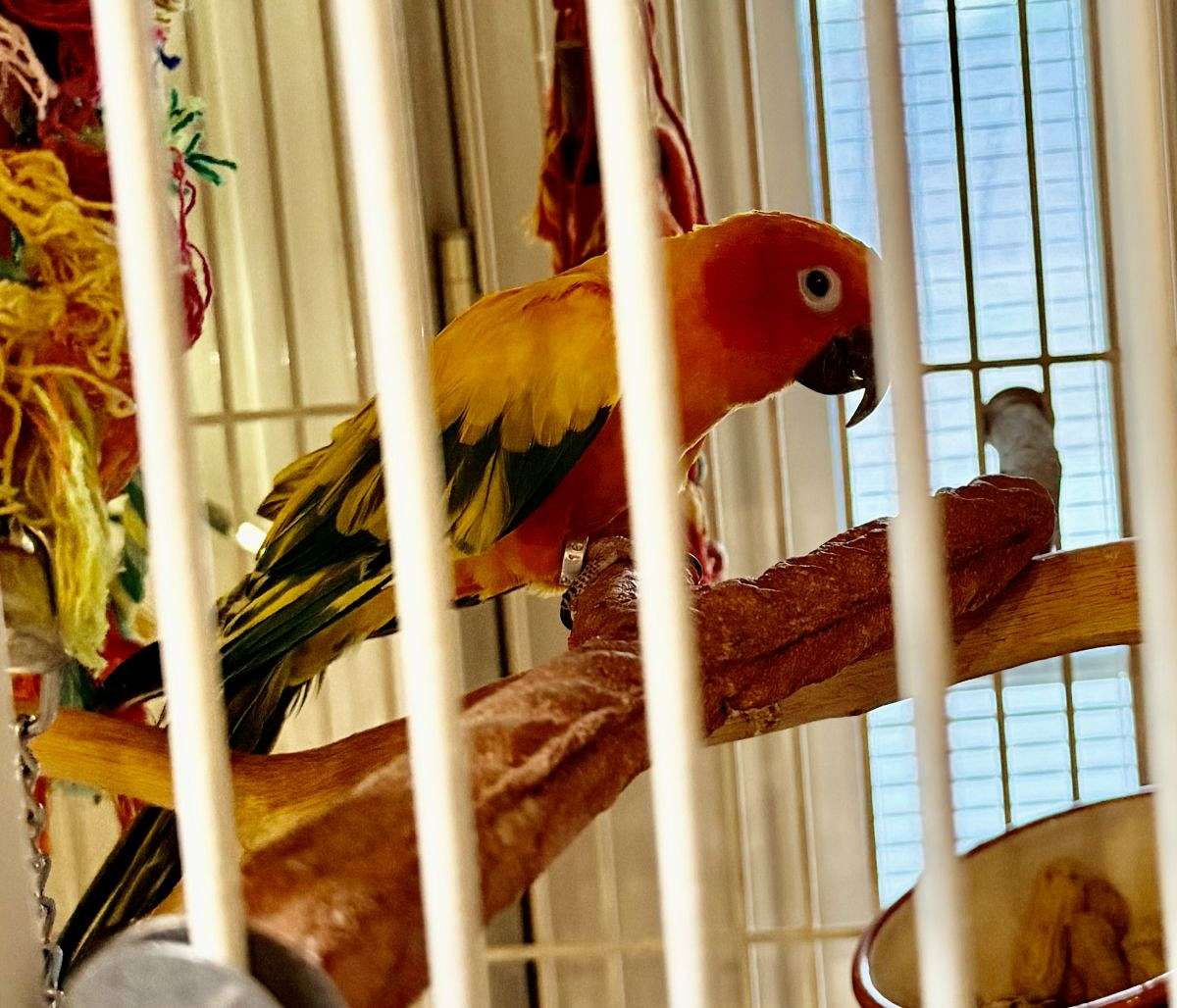 Sun Conure needs a home with other birds