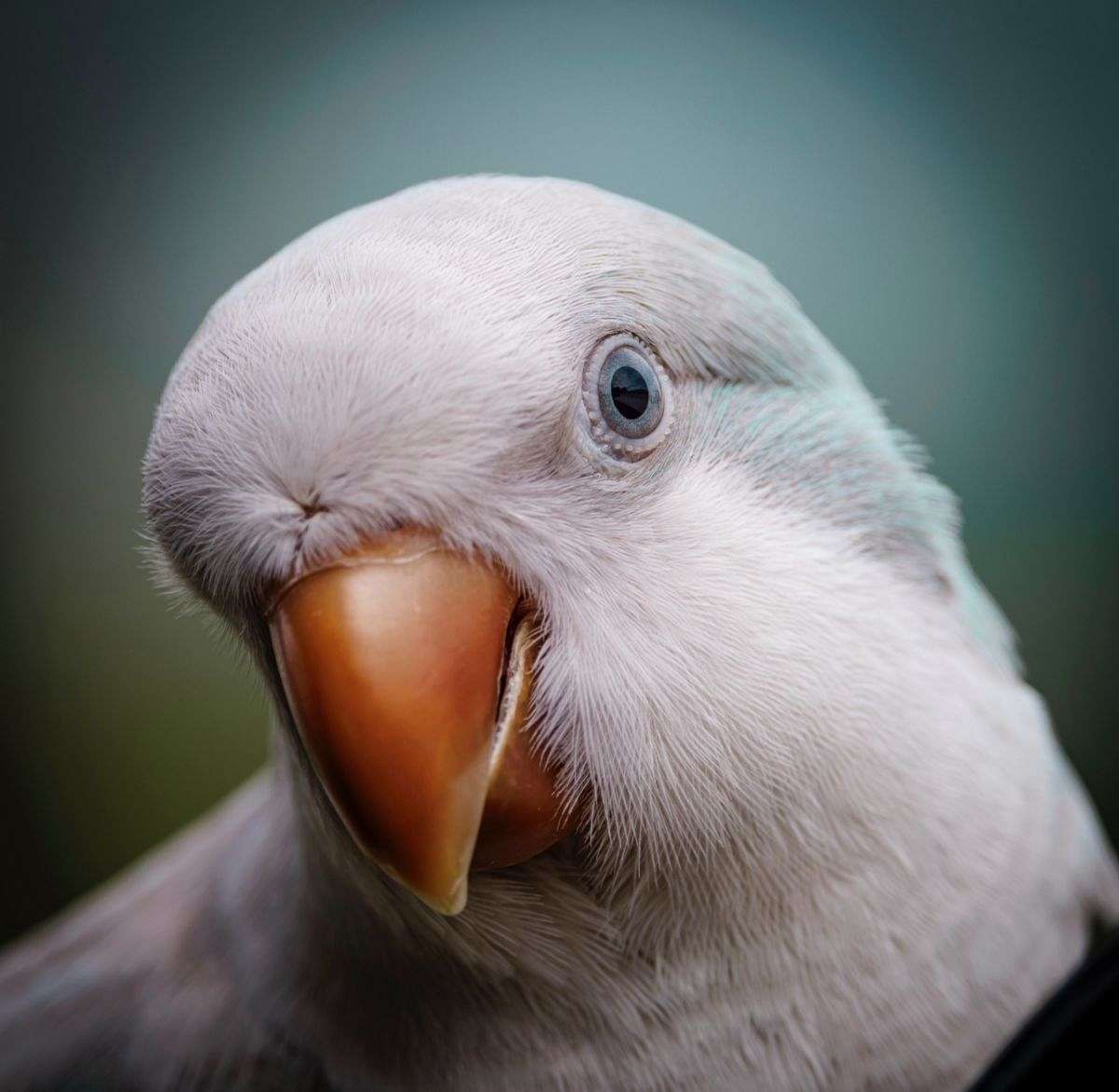Free** Year and a Half Old Dna Tested Male Quaker Parrot for Sale