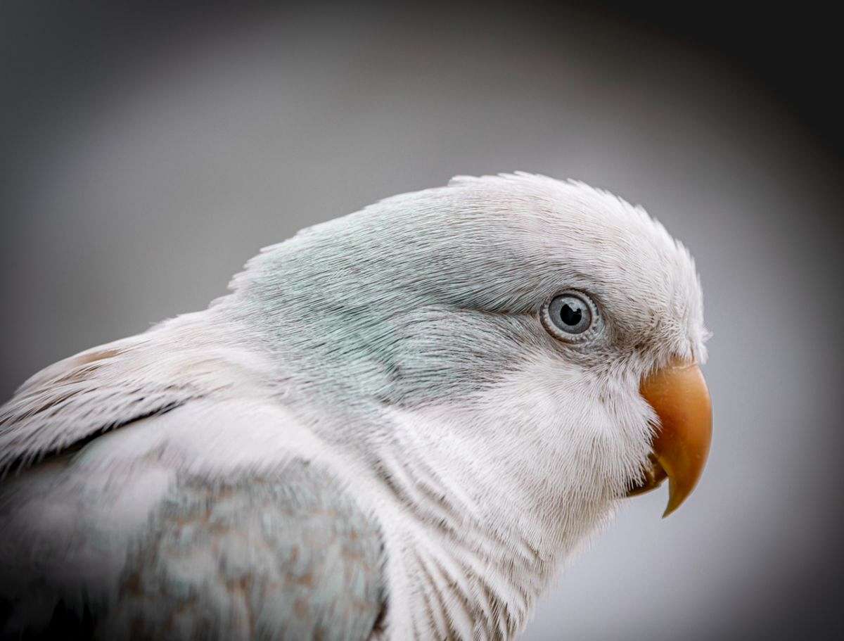 Year and a half old DNA tested Male Quaker Parrot for sale