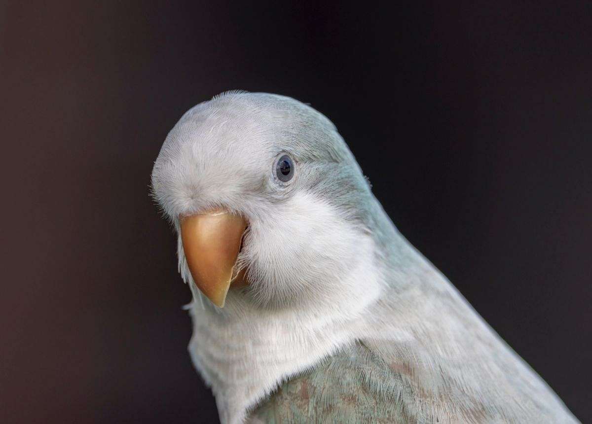 Free** Year and a Half Old Dna Tested Male Quaker Parrot for Sale