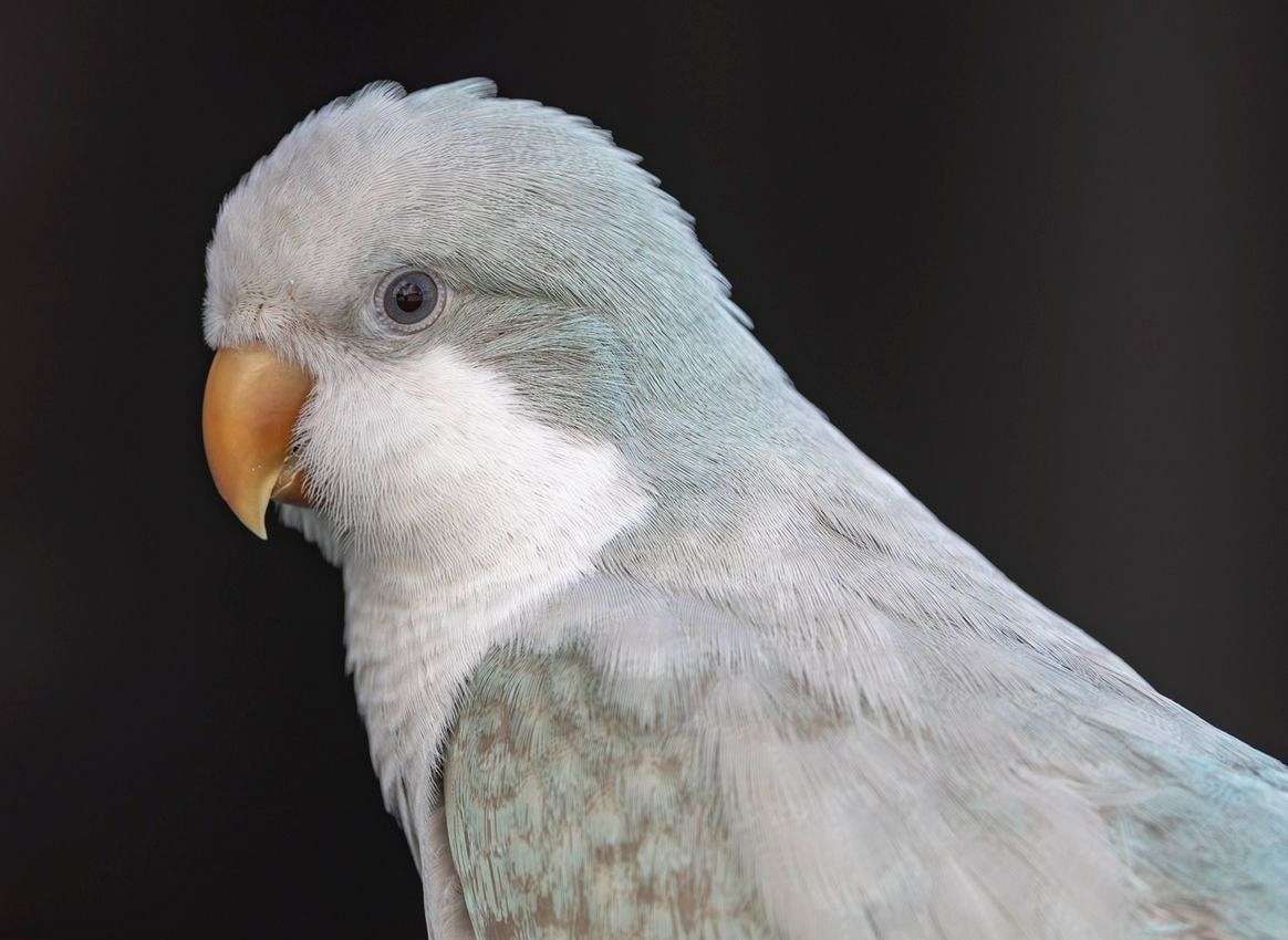 Year and a half old DNA tested Male Quaker Parrot for sale
