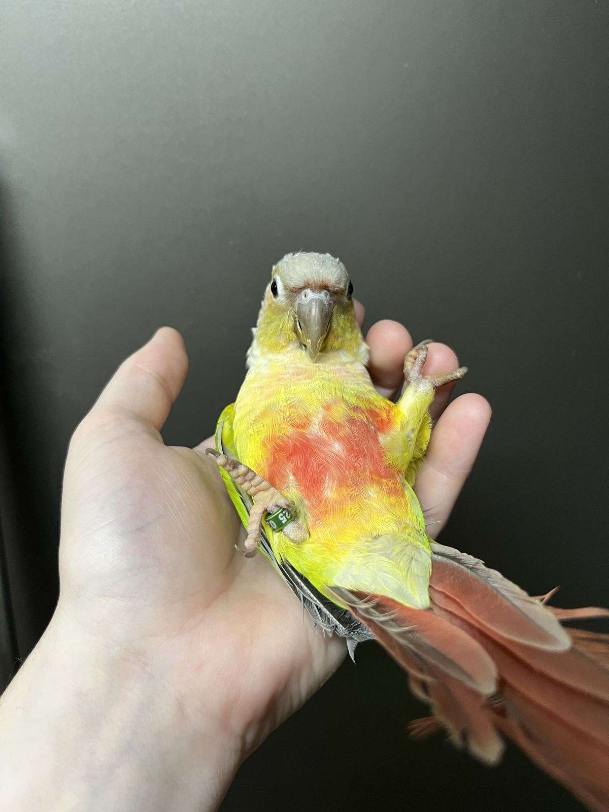Cinnamon Dilute Green Cheek Conure