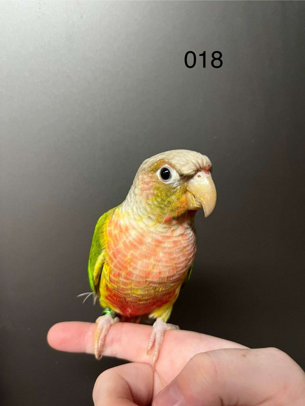 Male Green Cheek Conure