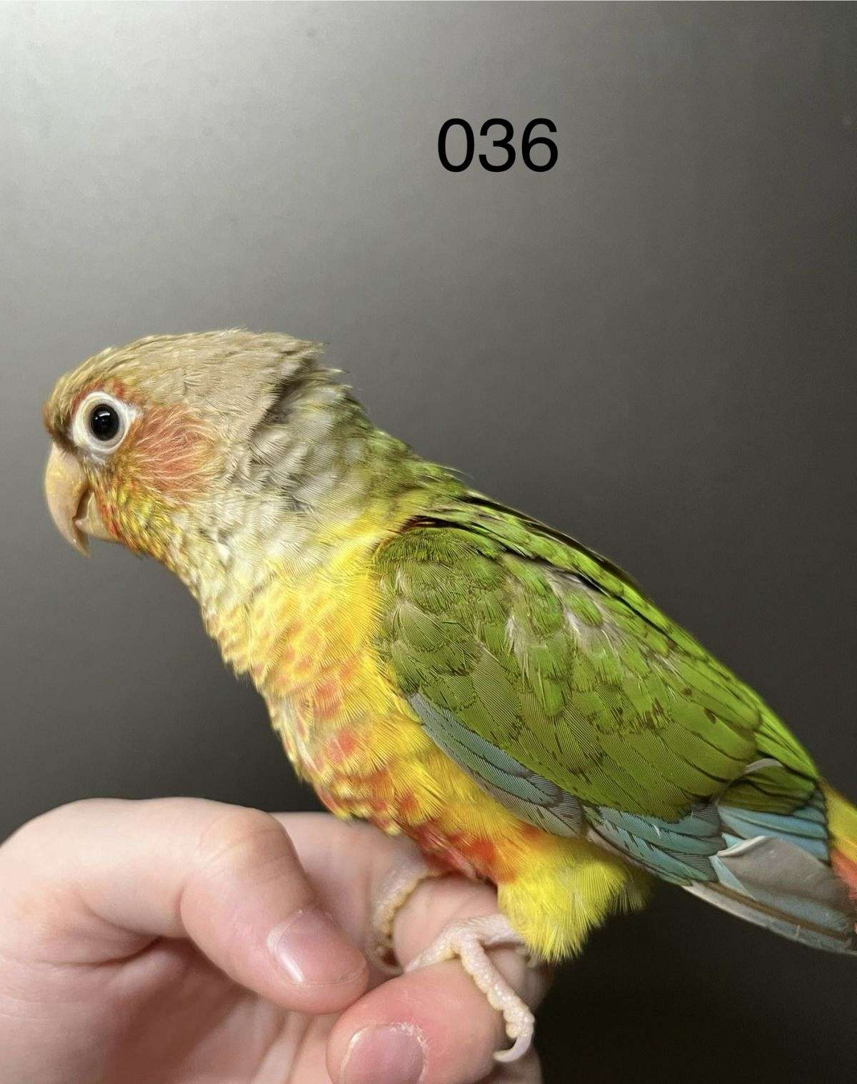 Male Green Cheek Conure