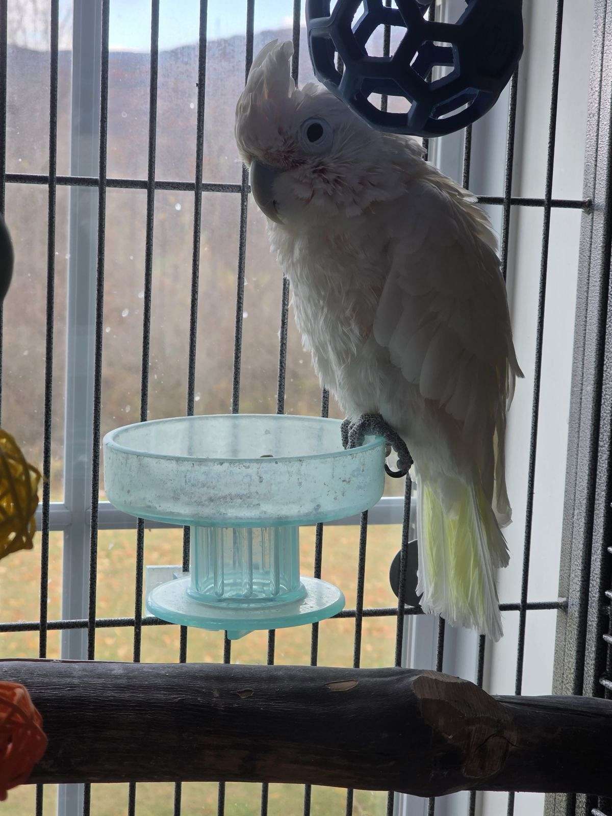 20 year old Goffin Cockatoo