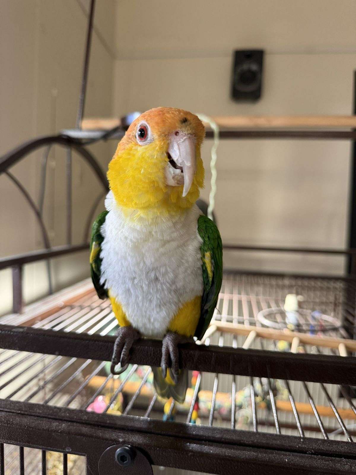 White bellied caique for sale