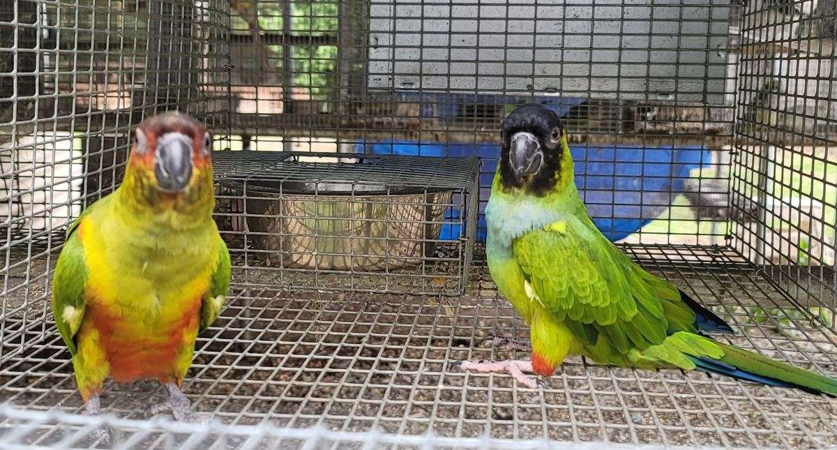 Nansun/Nanday breeder pair