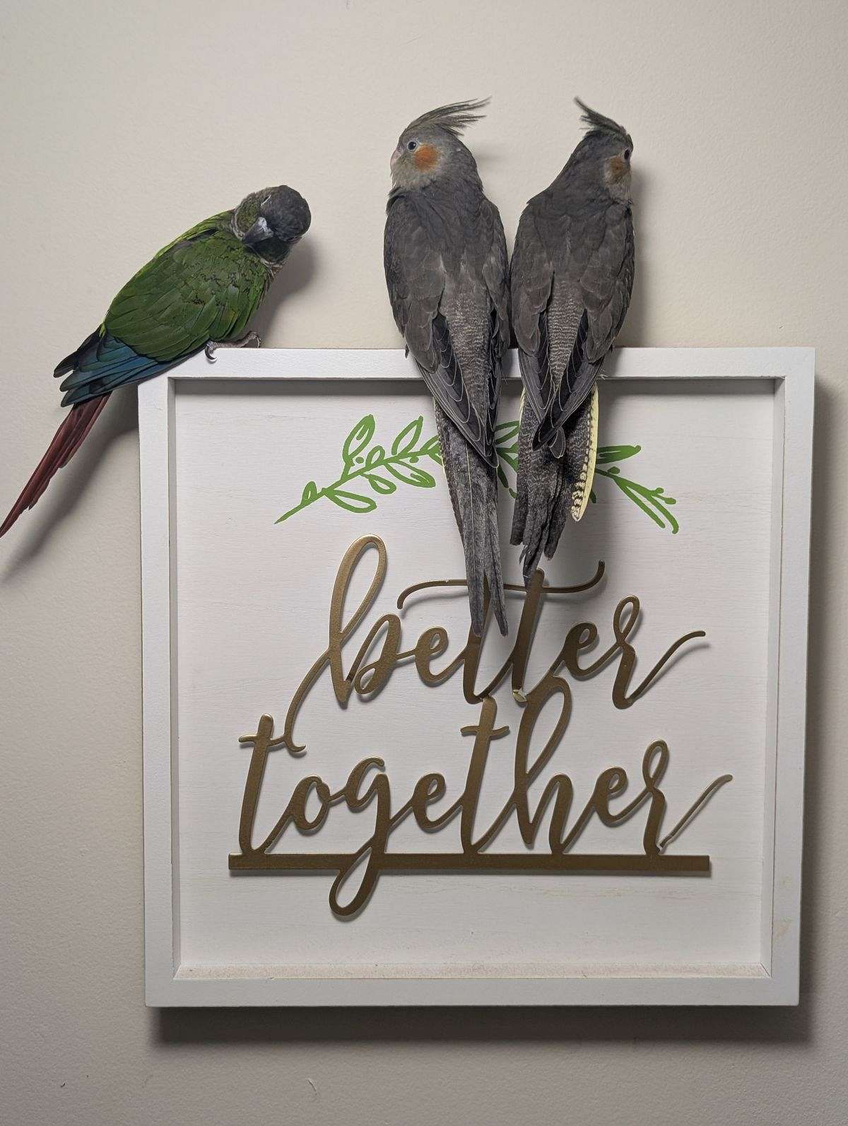 Two young cockatiel bird semi tame