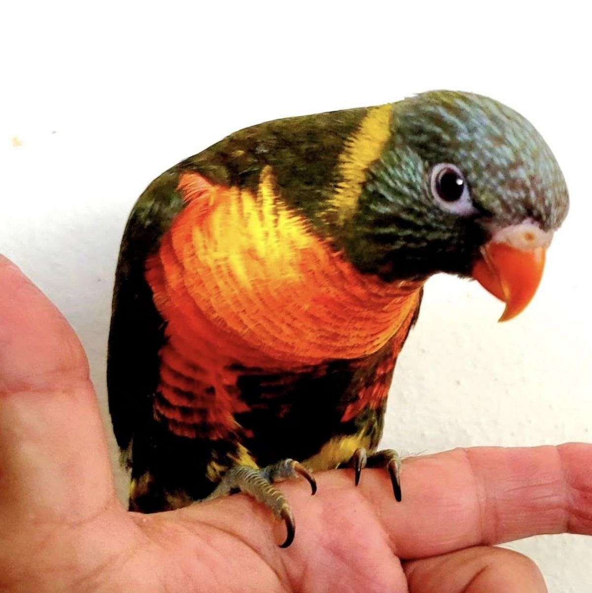 Olive Rainbow Lorikeet