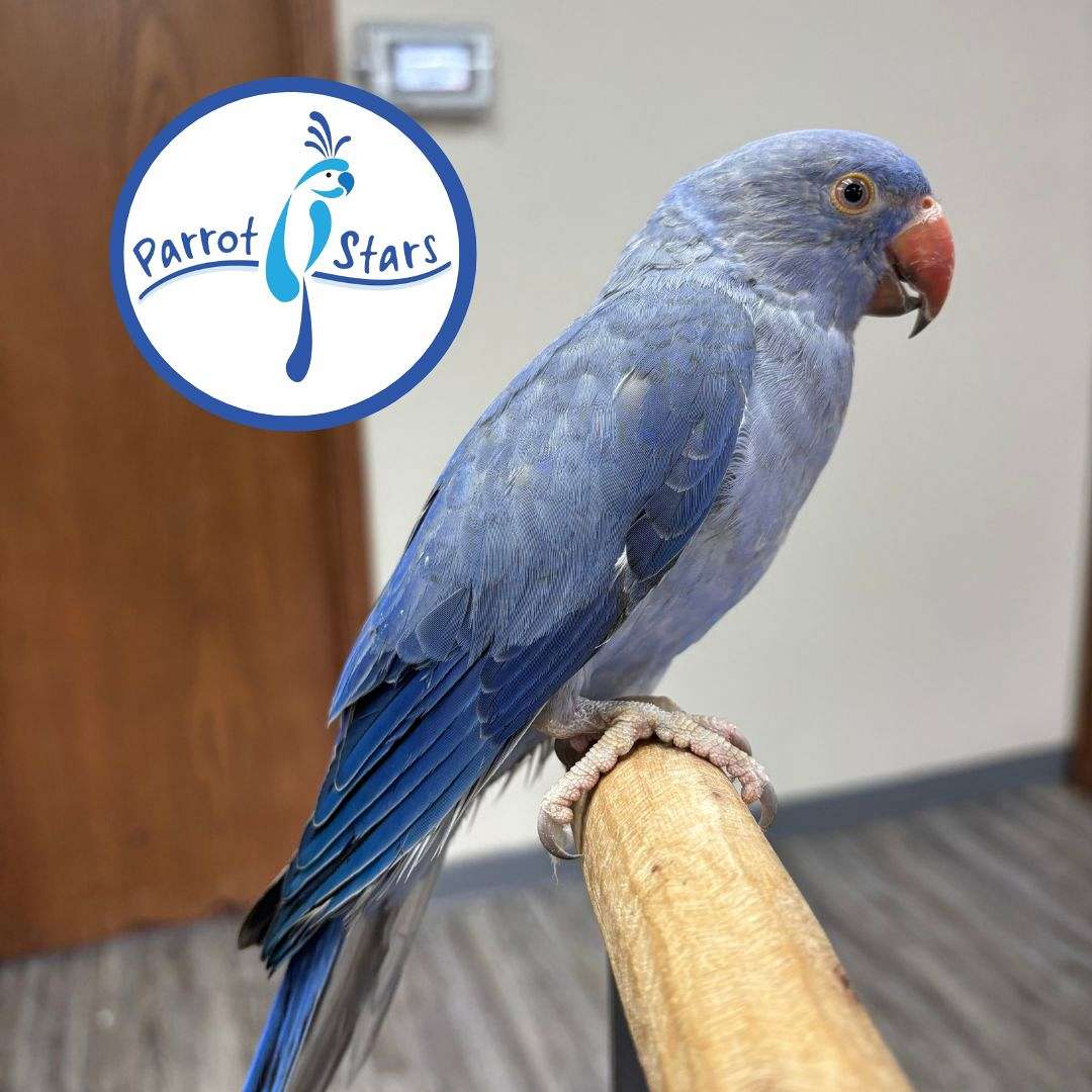 Baby Violet Cobalt Indian Ringneck Parakeet Available at Parrot Stars!