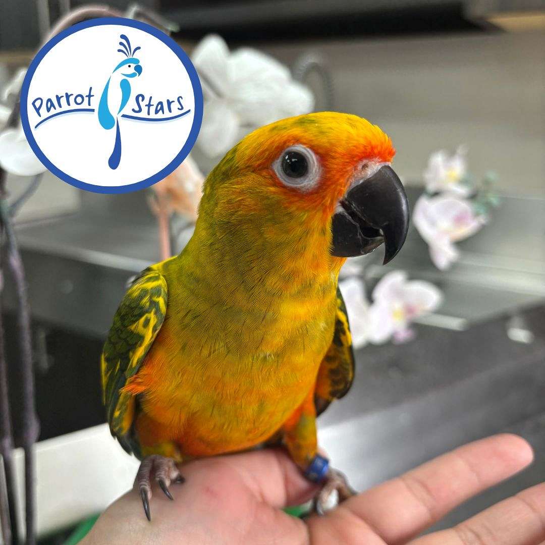 Baby Sun Conure Available at Parrot Stars!