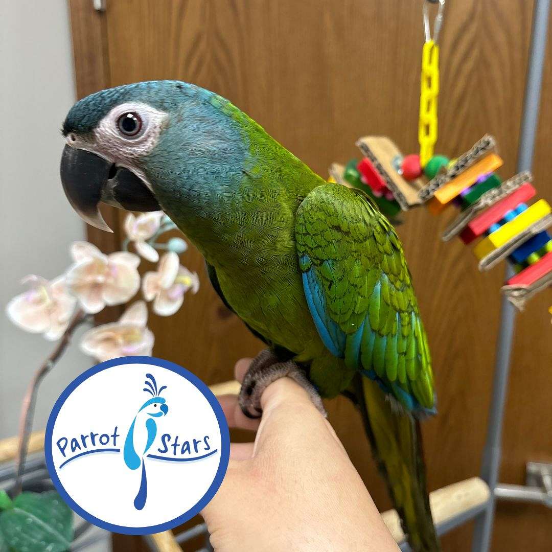 Baby Blue Headed Macaw Available at Parrot Stars!
