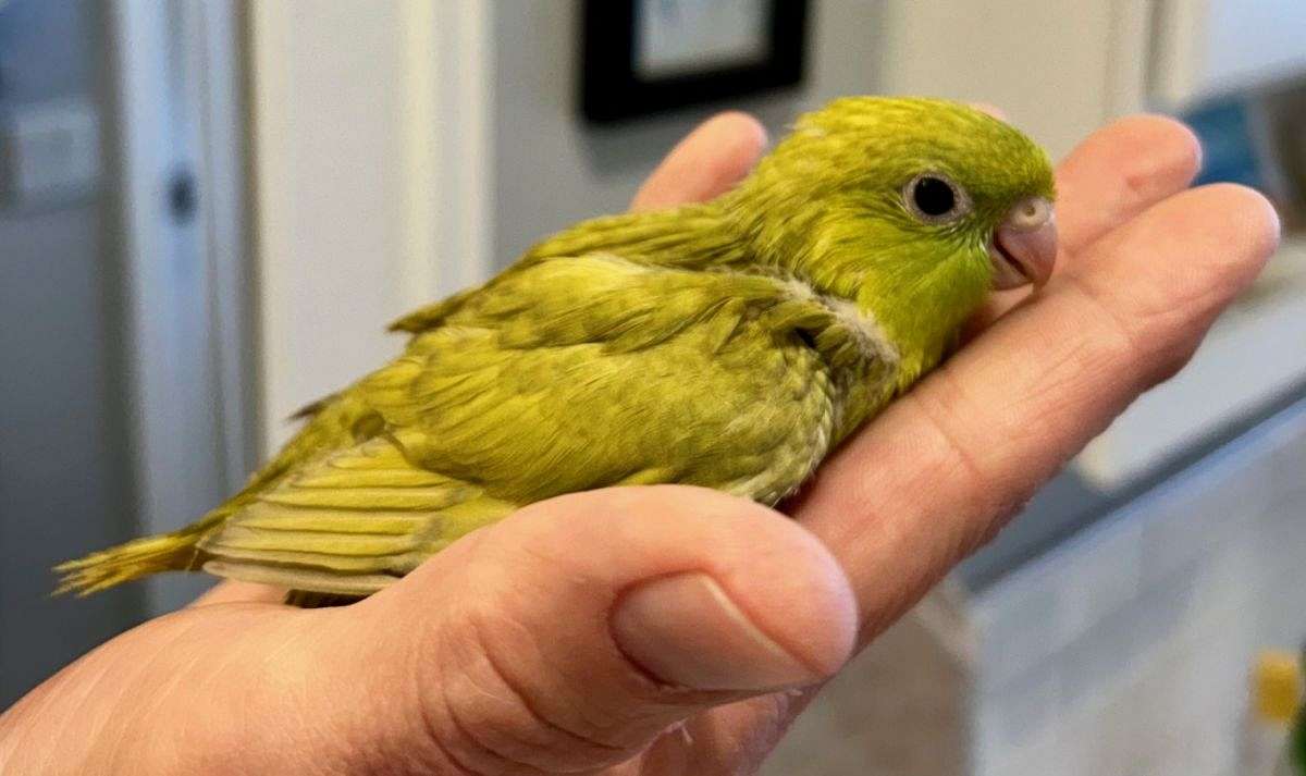 Baby Linnies