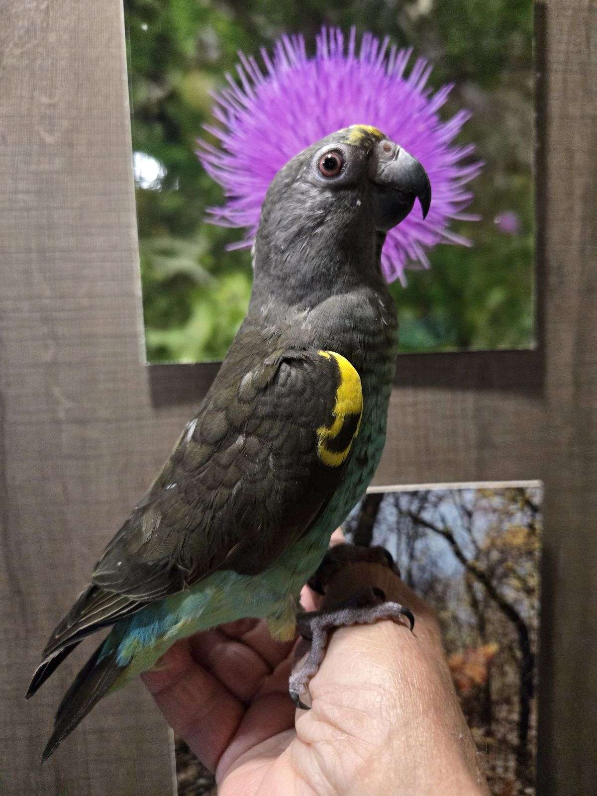Meyers Parrot - Female