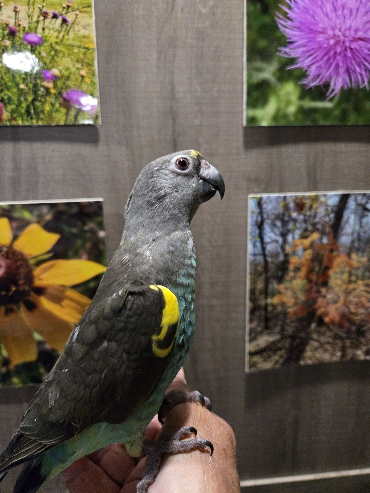 Meyers Parrot - Female