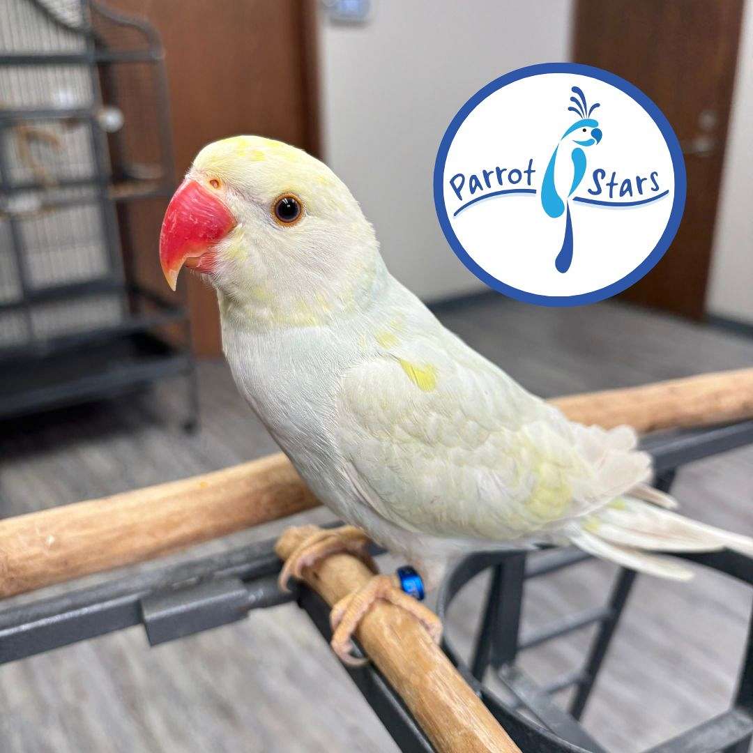 Baby Blue Lacewinf Indian Ringneck Available at Parrot Stars!