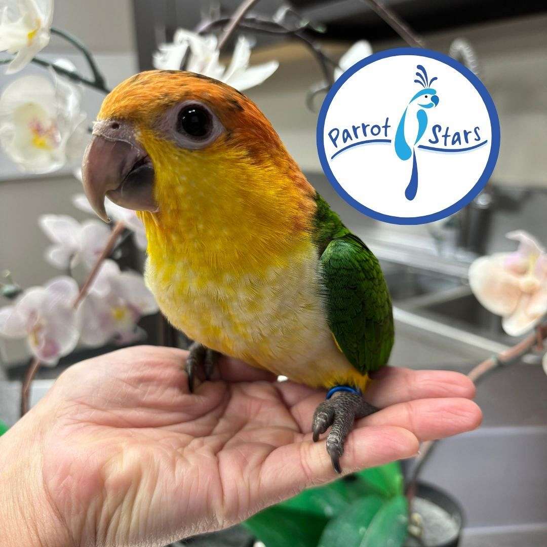 Baby White Bellied Caique Available at Parrot Stars!