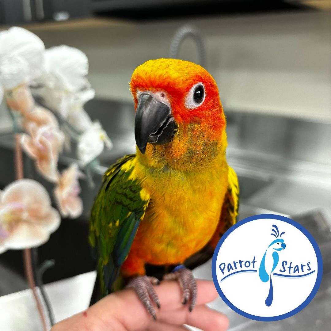 Baby Sun Conure Available at Parrot Stars!