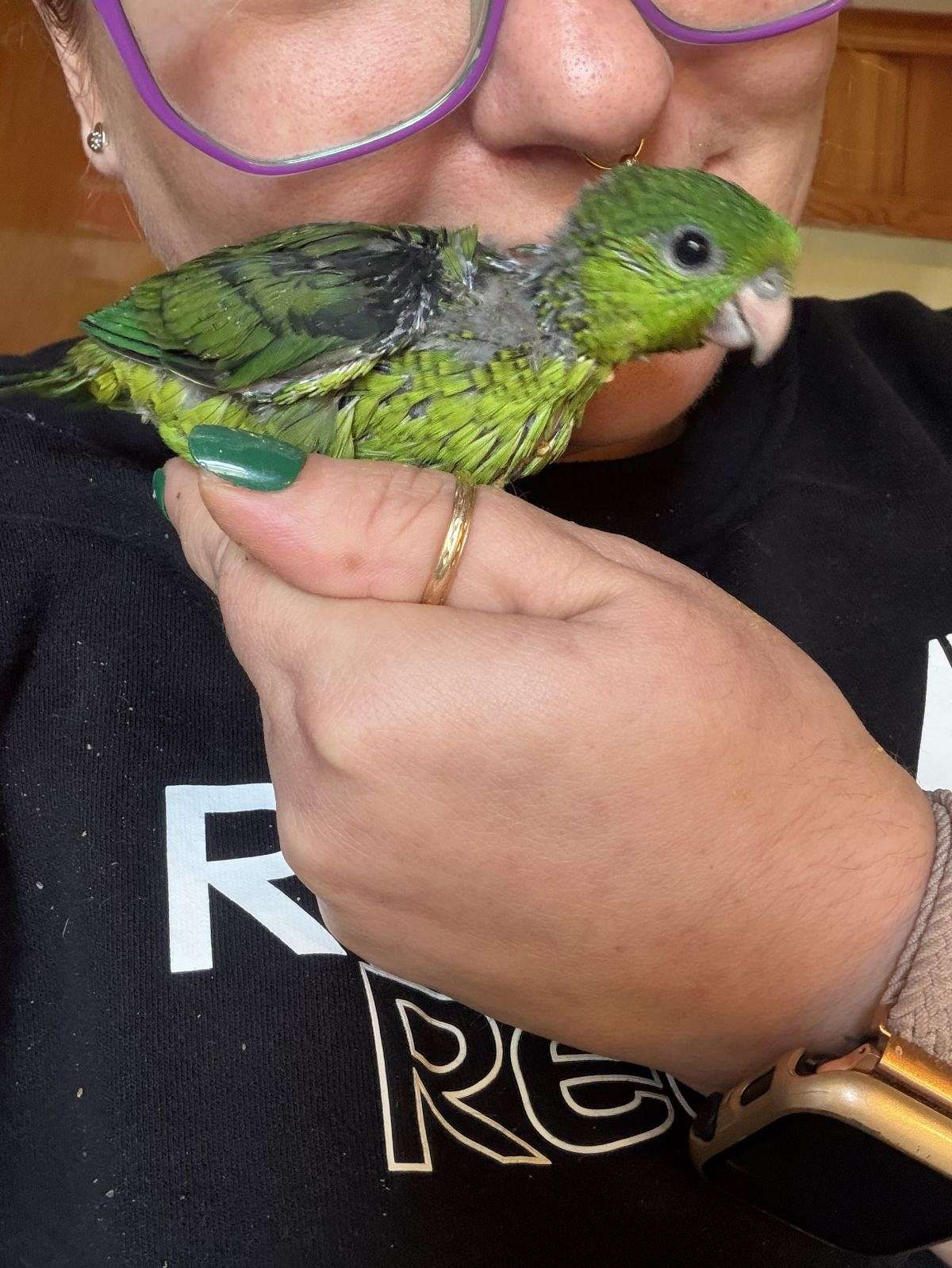 Linolated parakeets
