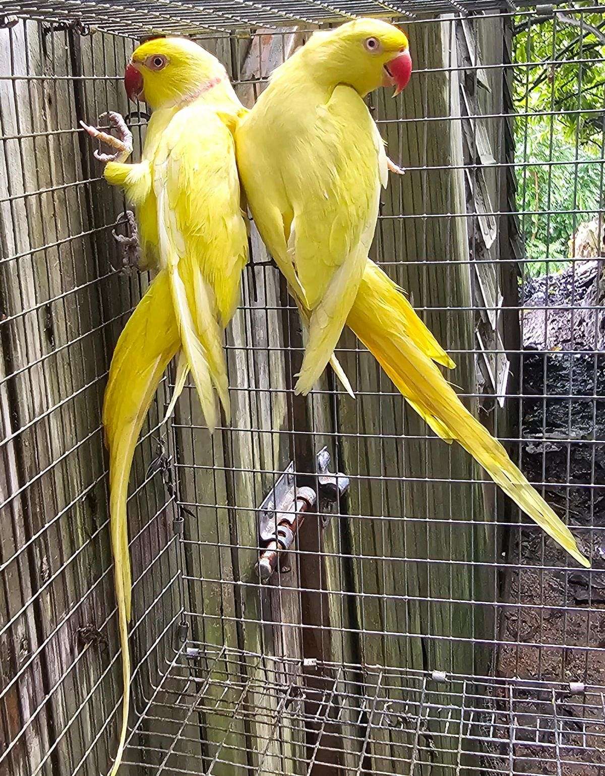 Breeding Pair