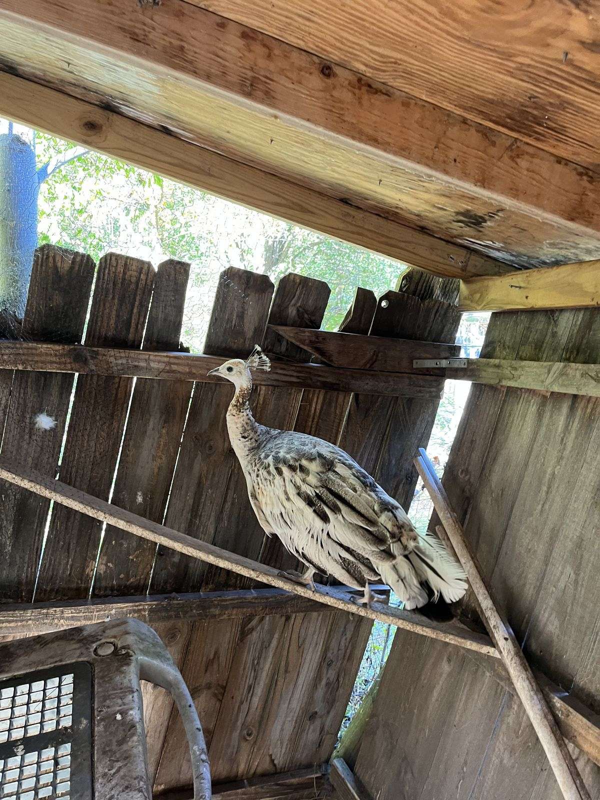 Black Shoulder Silver Pied Adult Peahen