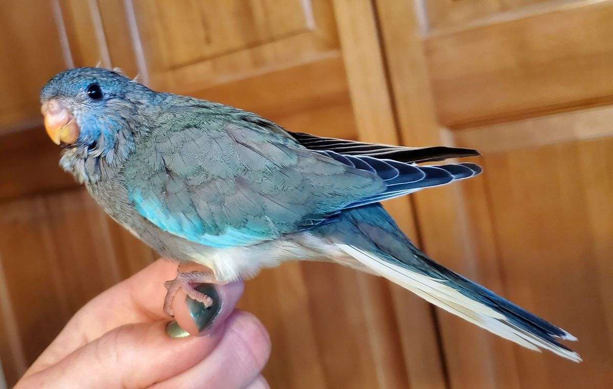 Male Scarlet Chested Parakeet