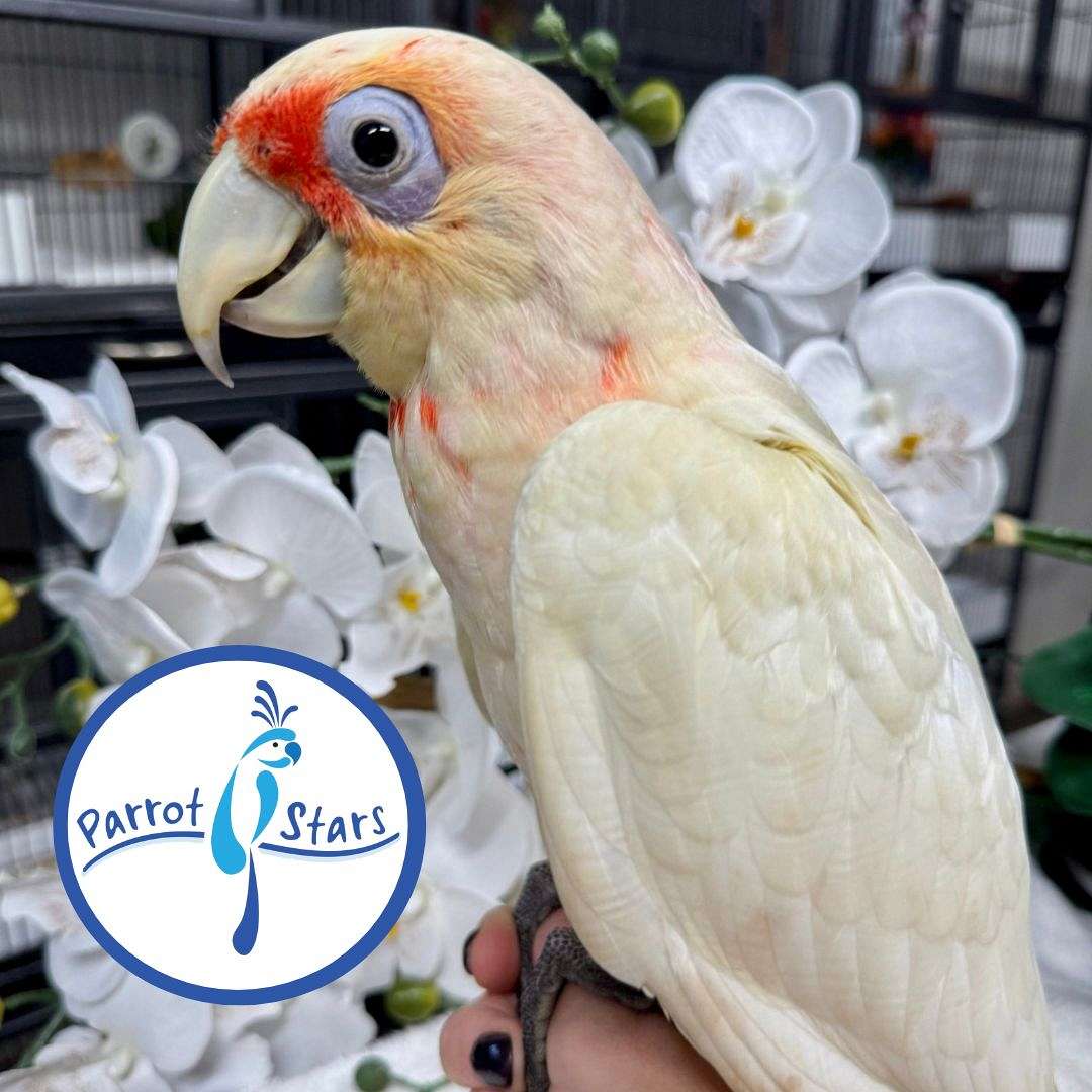 Baby Slender billed Cockatoo Available at Parrot Stars!