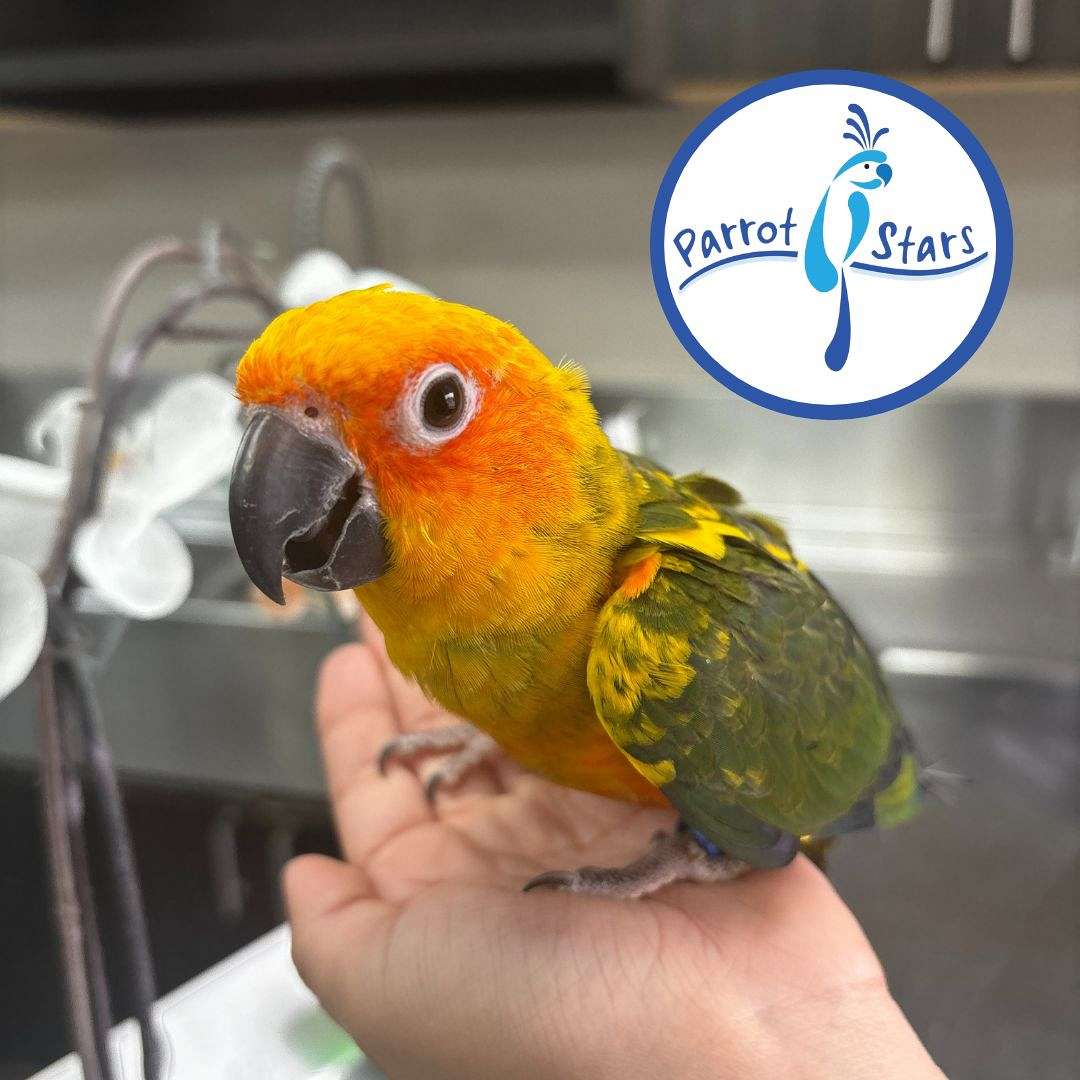 Baby Sun Conure Available at Parrot Stars!