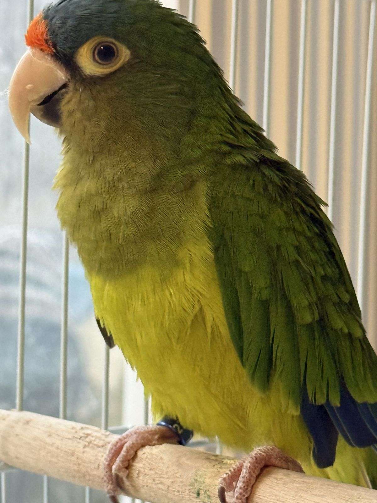 Half moon conure