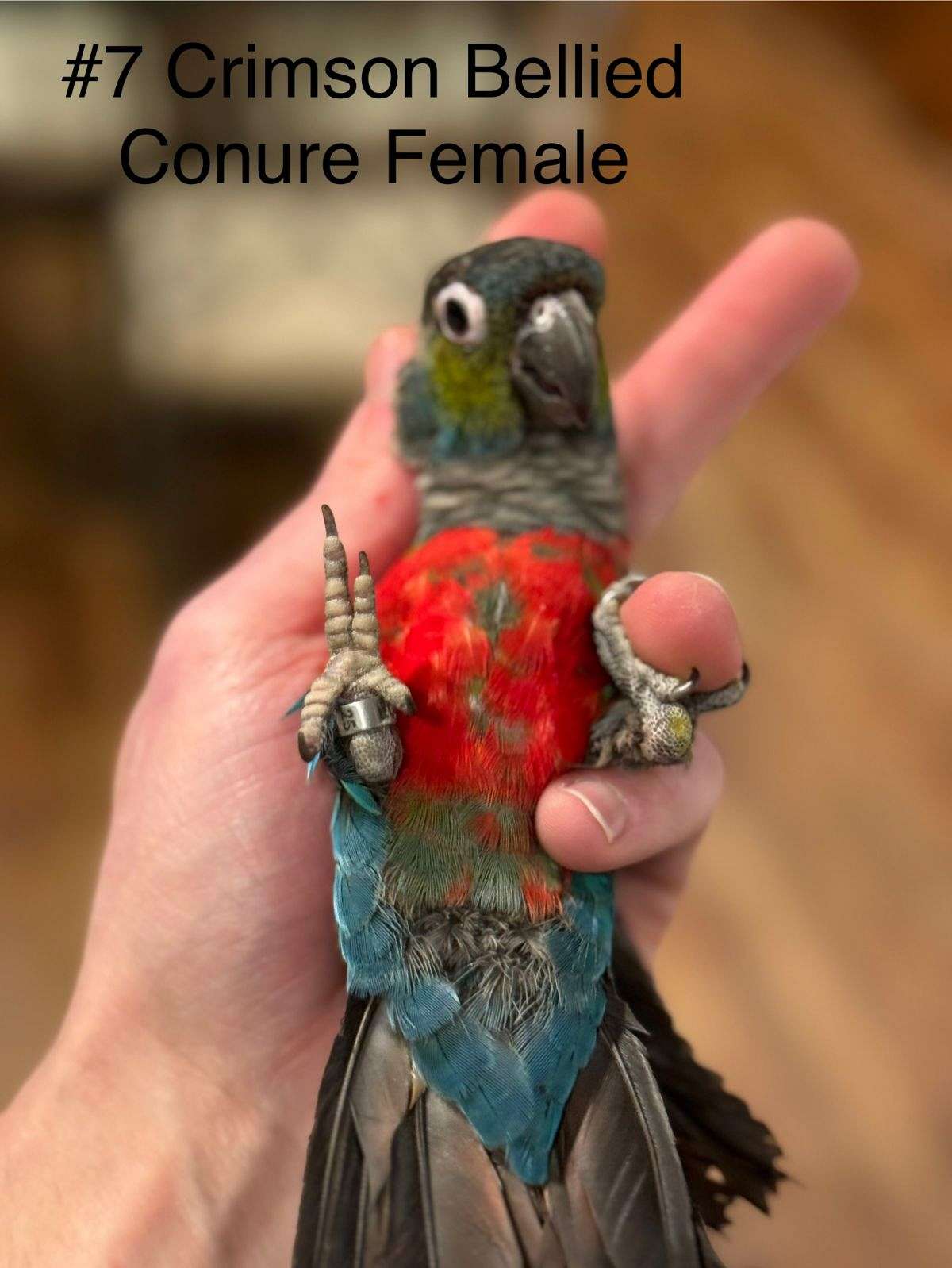 Crimson Bellied Conures